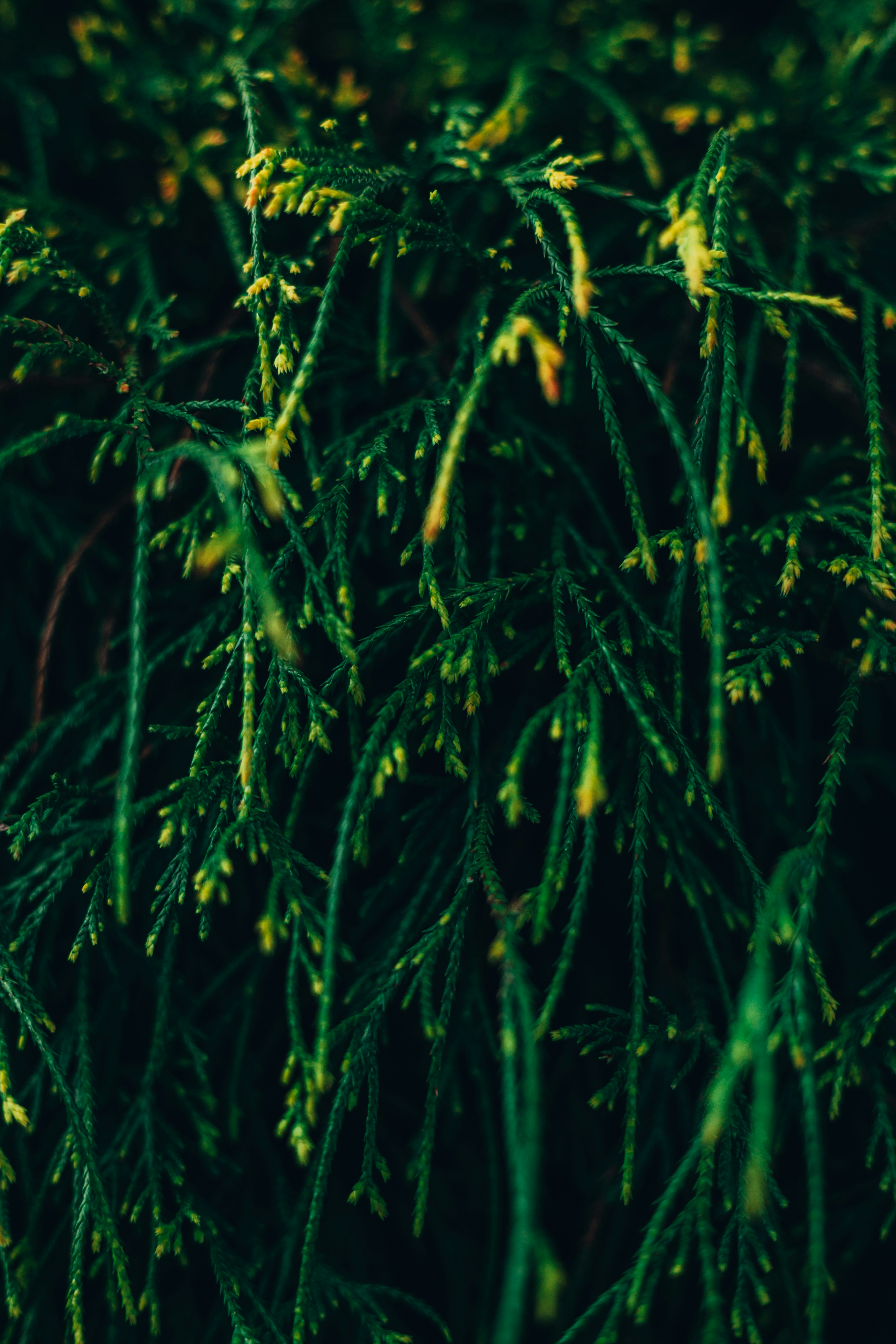 Un gros plan d’un bouquet de plantes vertes photo – Photo Plante ...