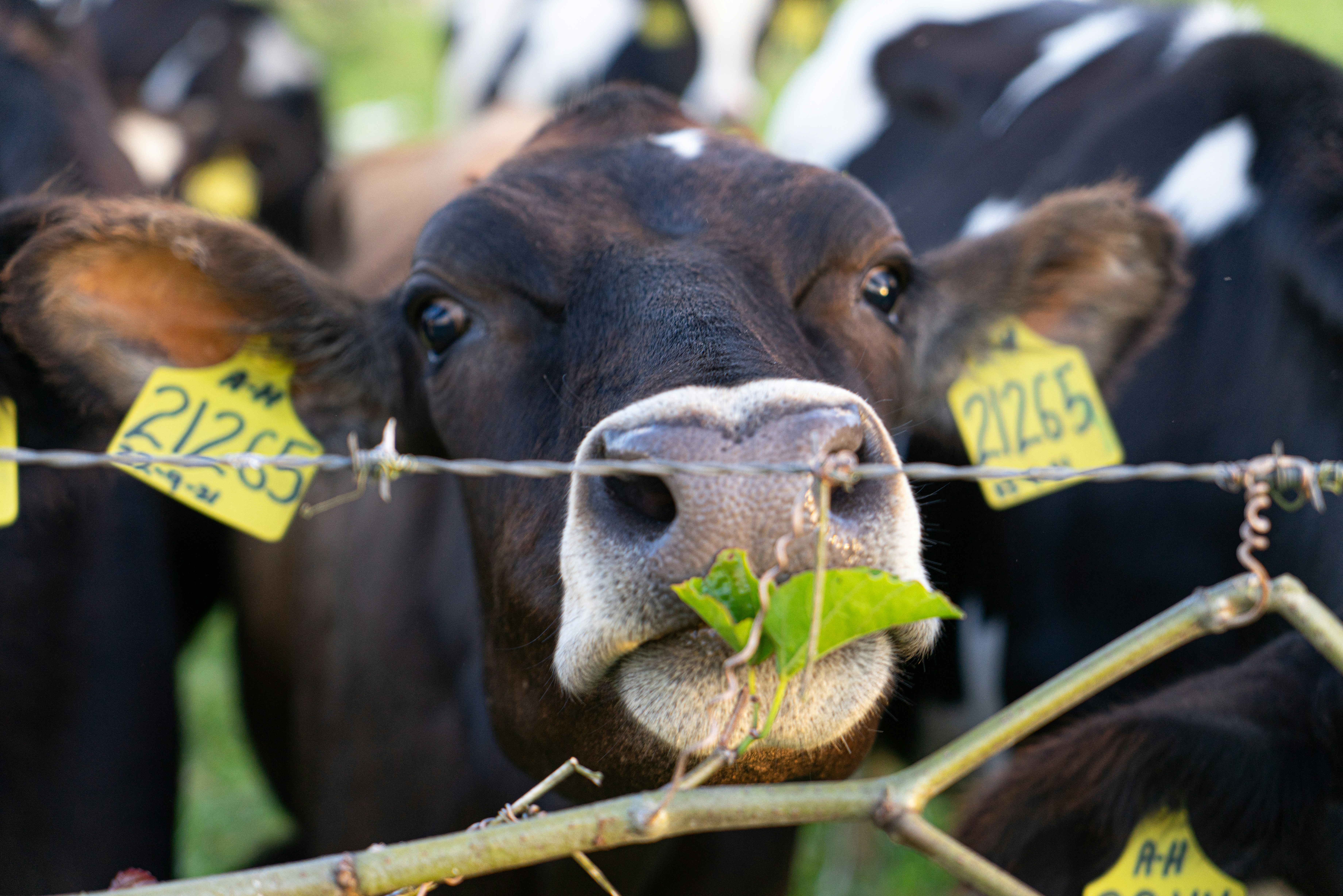 Through the Fence: Close-Up on a Cow's Curious Nose