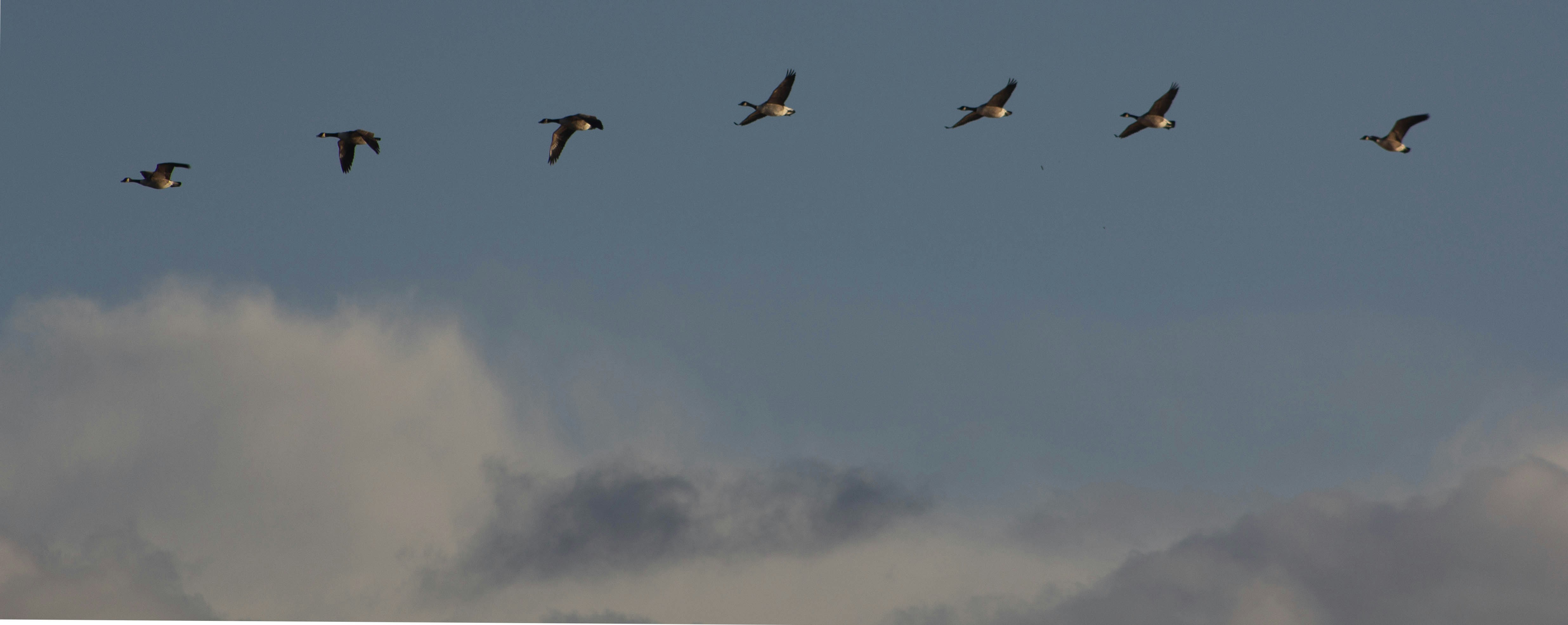 Geese, Flying above the clouds