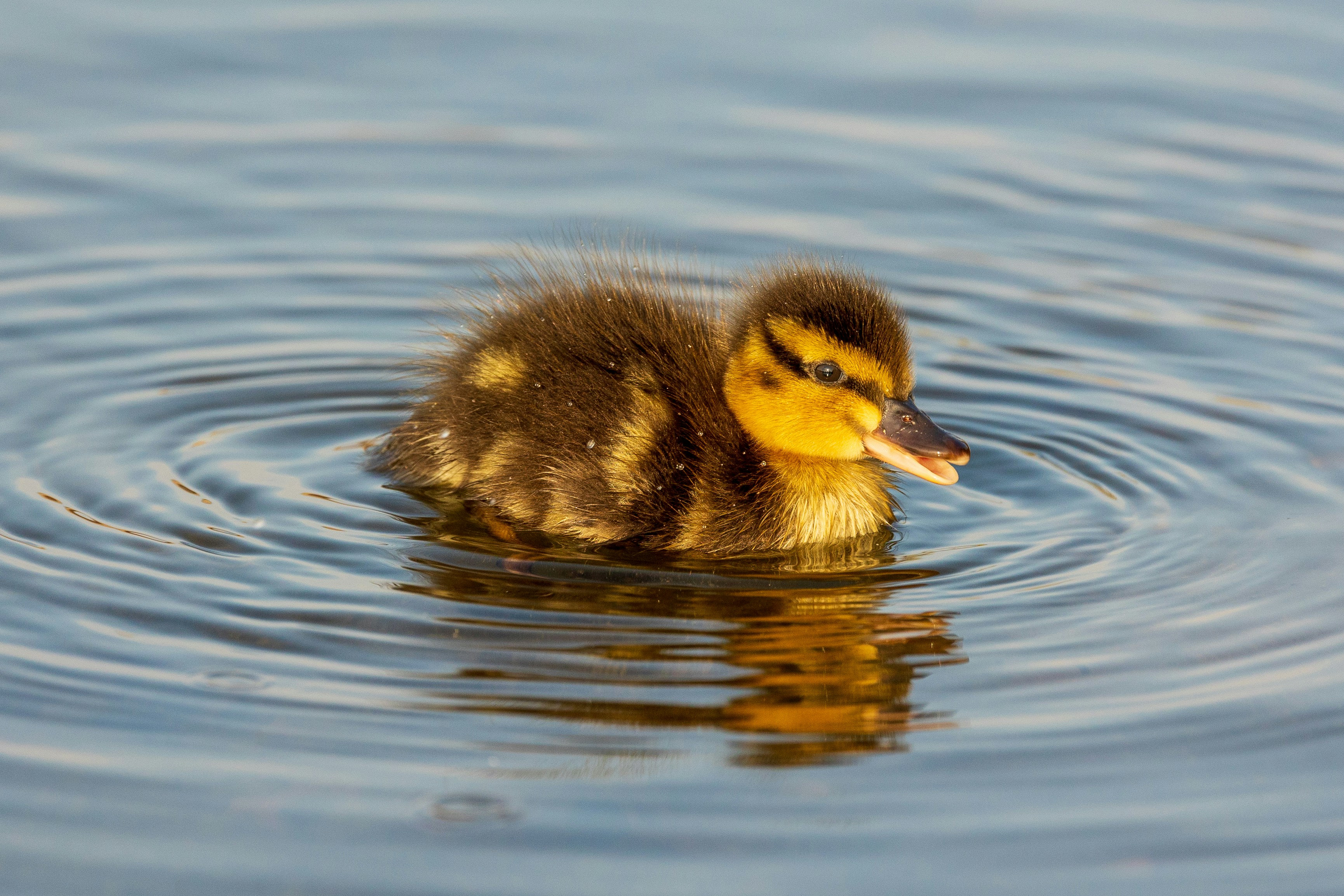 A duckling swimming in a pond with ripples on the water photo – Free ...