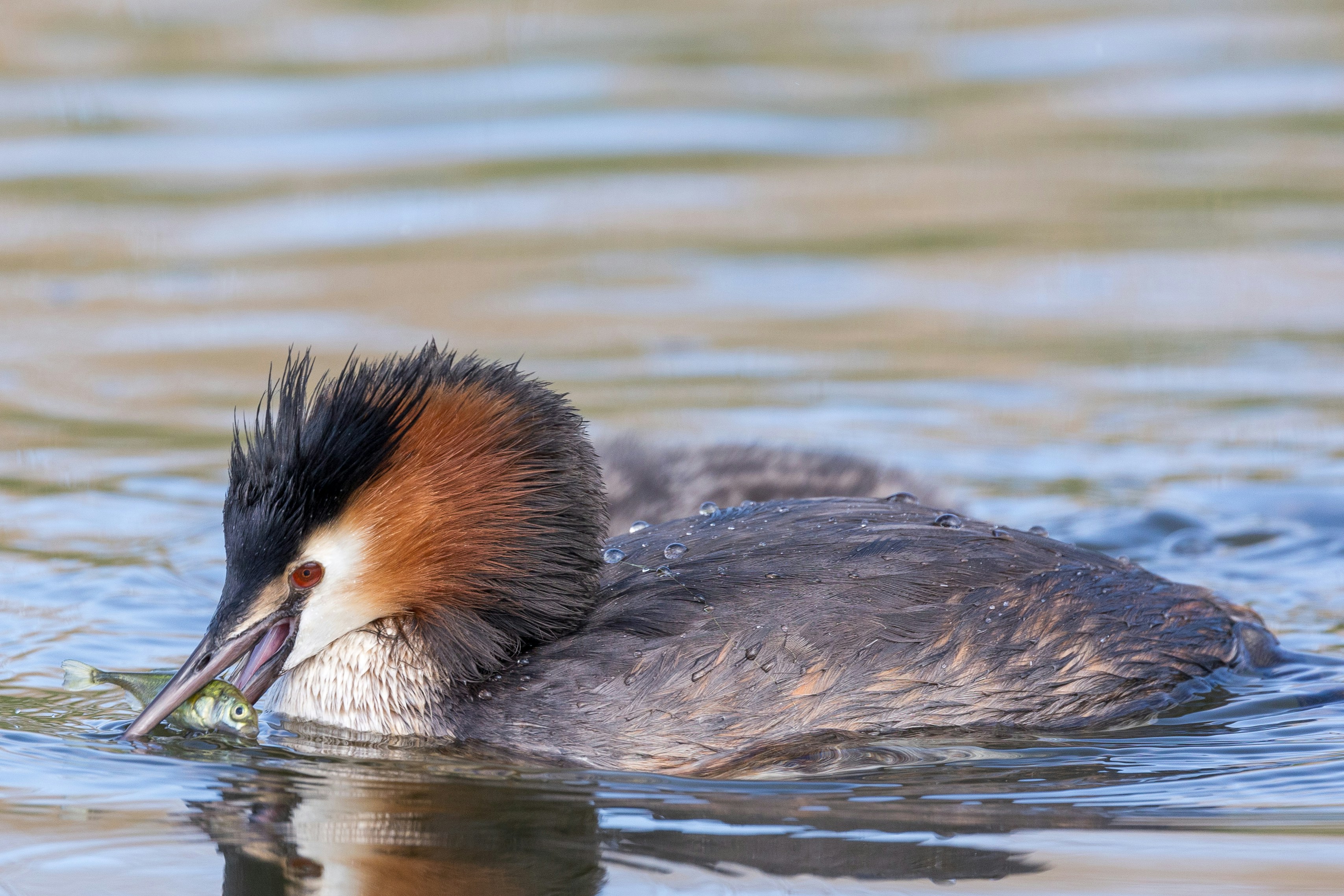A close up of a bird in the water photo – Free Wallpaper Image on Unsplash