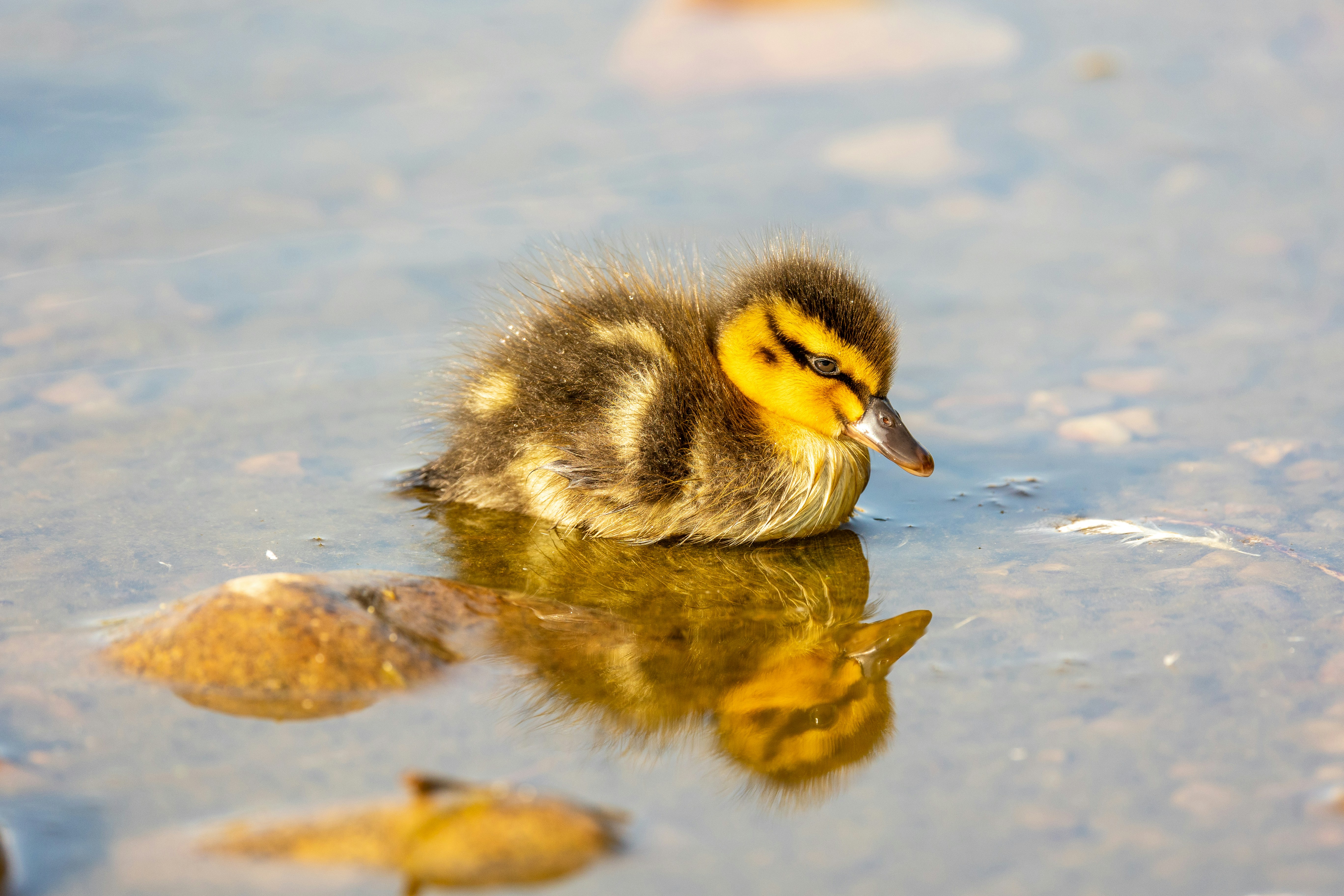 A duckling is swimming in the water photo – Free Fleetwood Image on ...