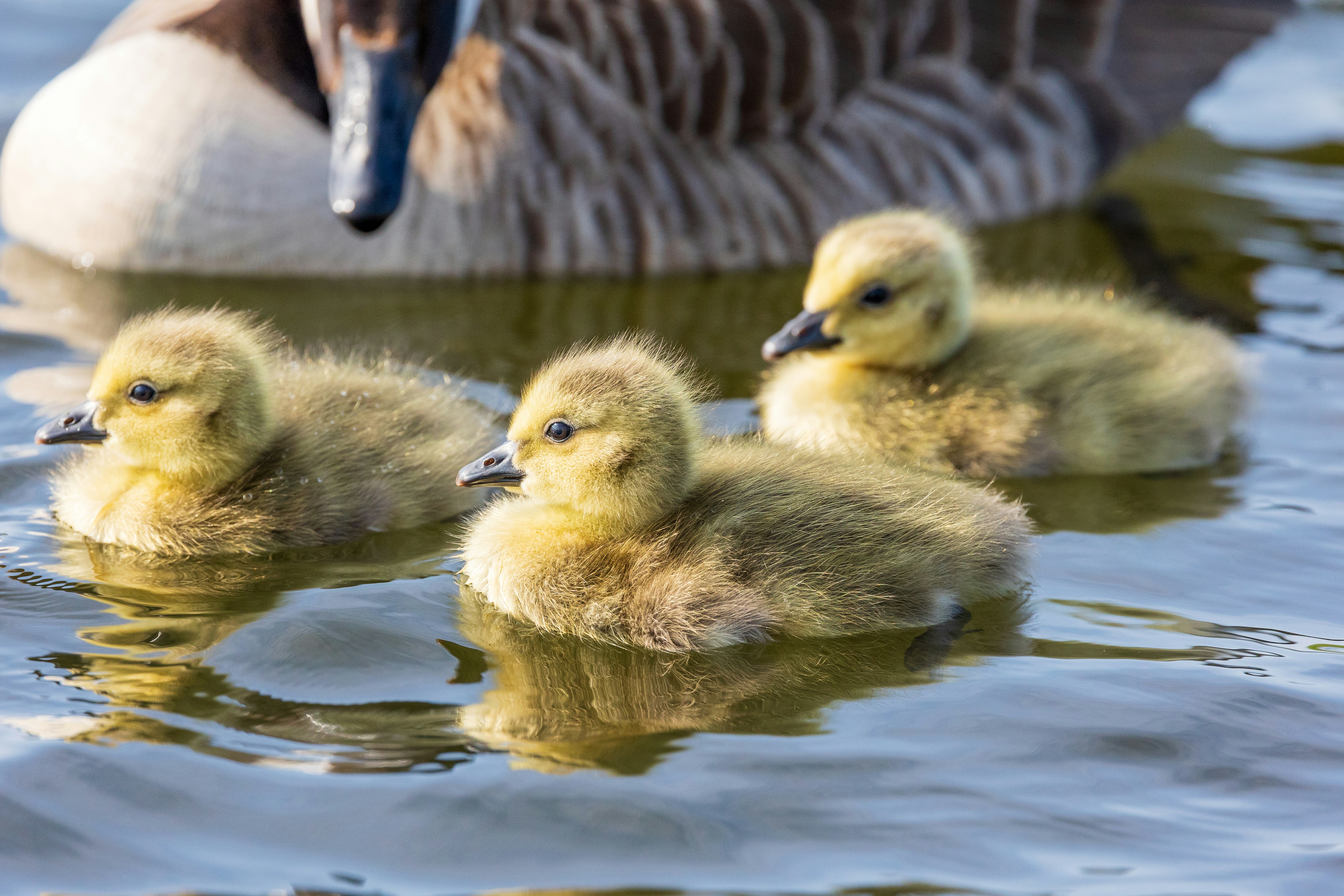 Foto Una madre pato con sus tres patitos nadando en el agua – Imagen ...