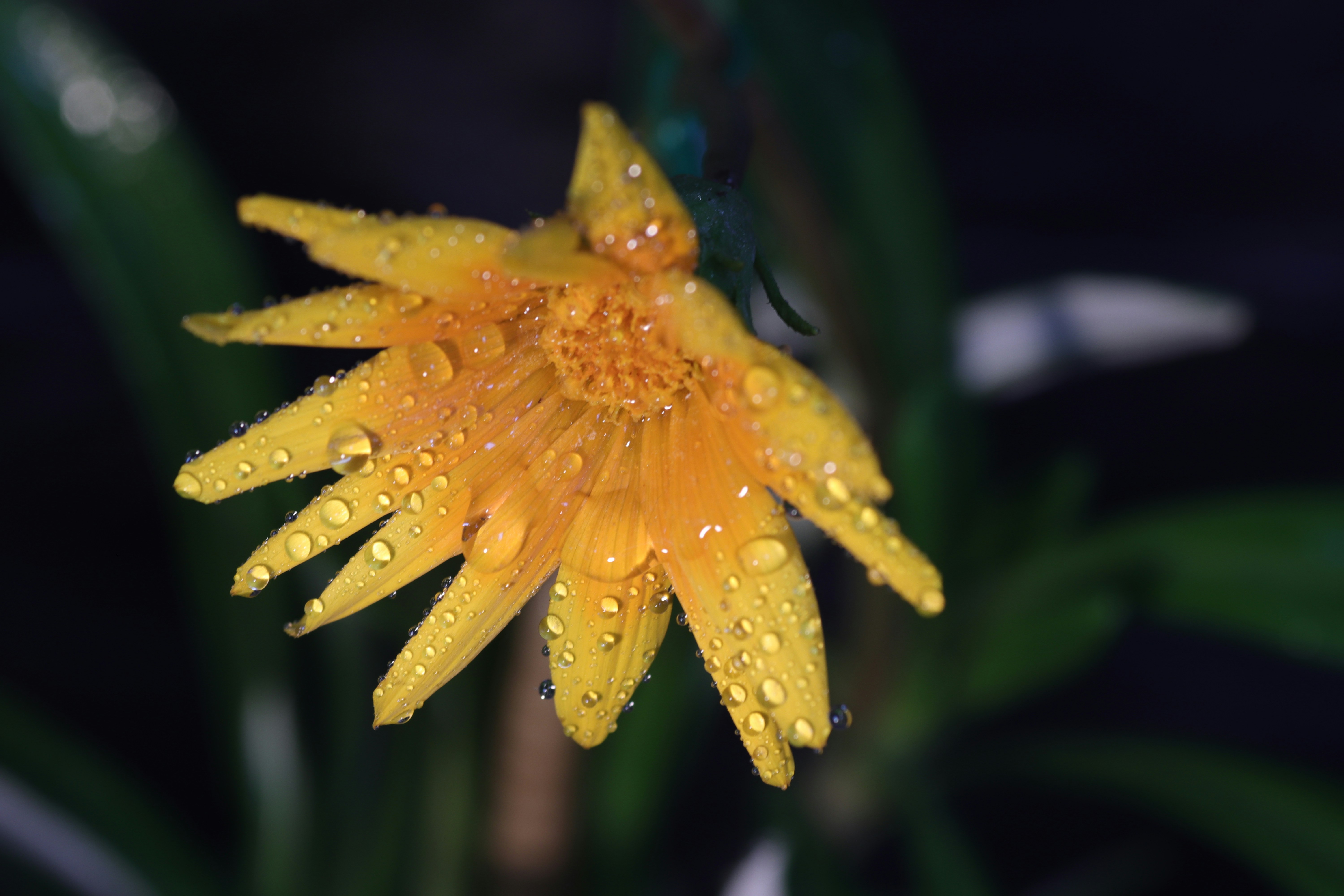 Dew-Crowned Yellow Bloom in a Velvet Nightscape