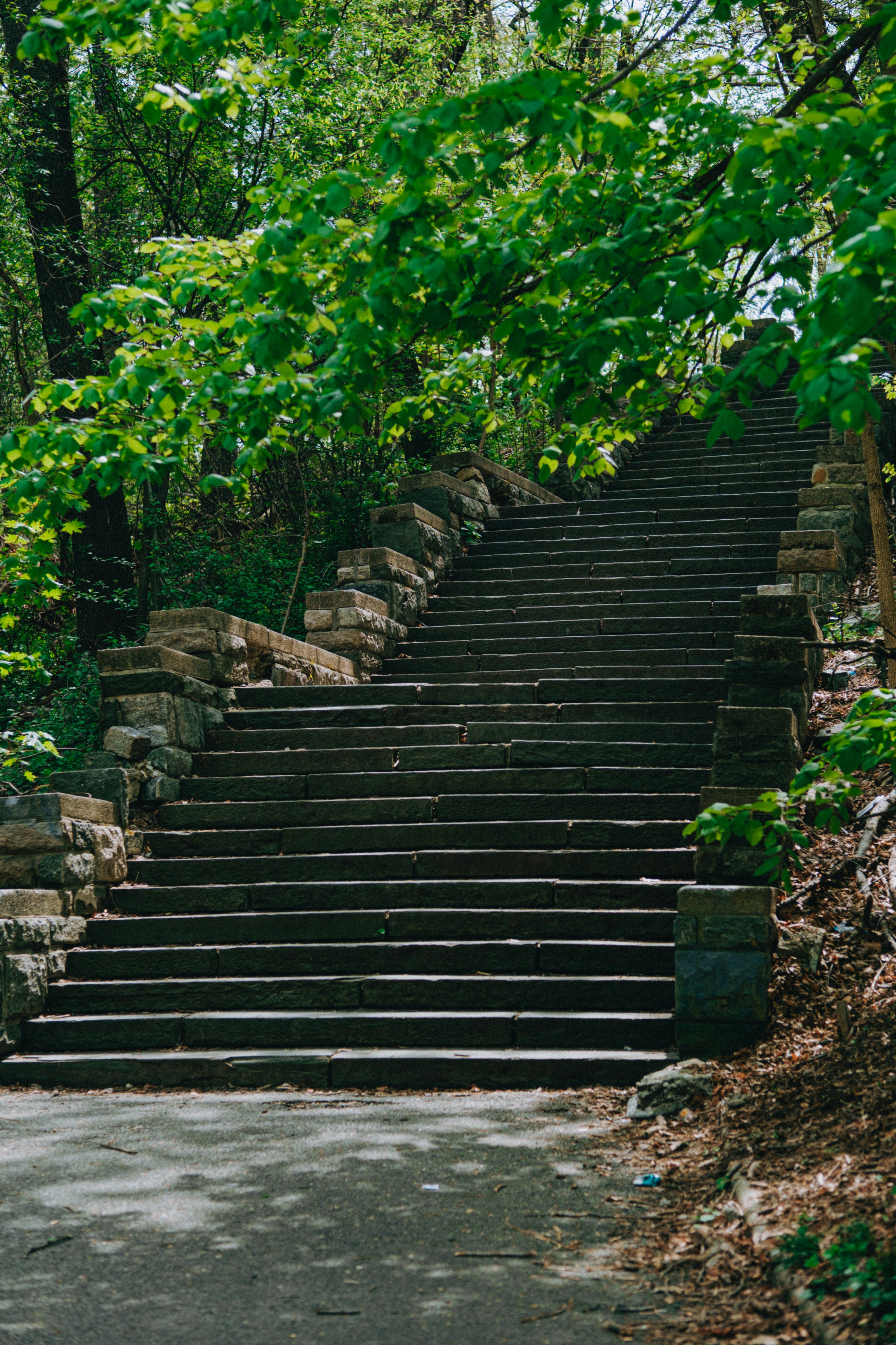 A bunch of steps that are next to some trees photo – Free Prospect park ...