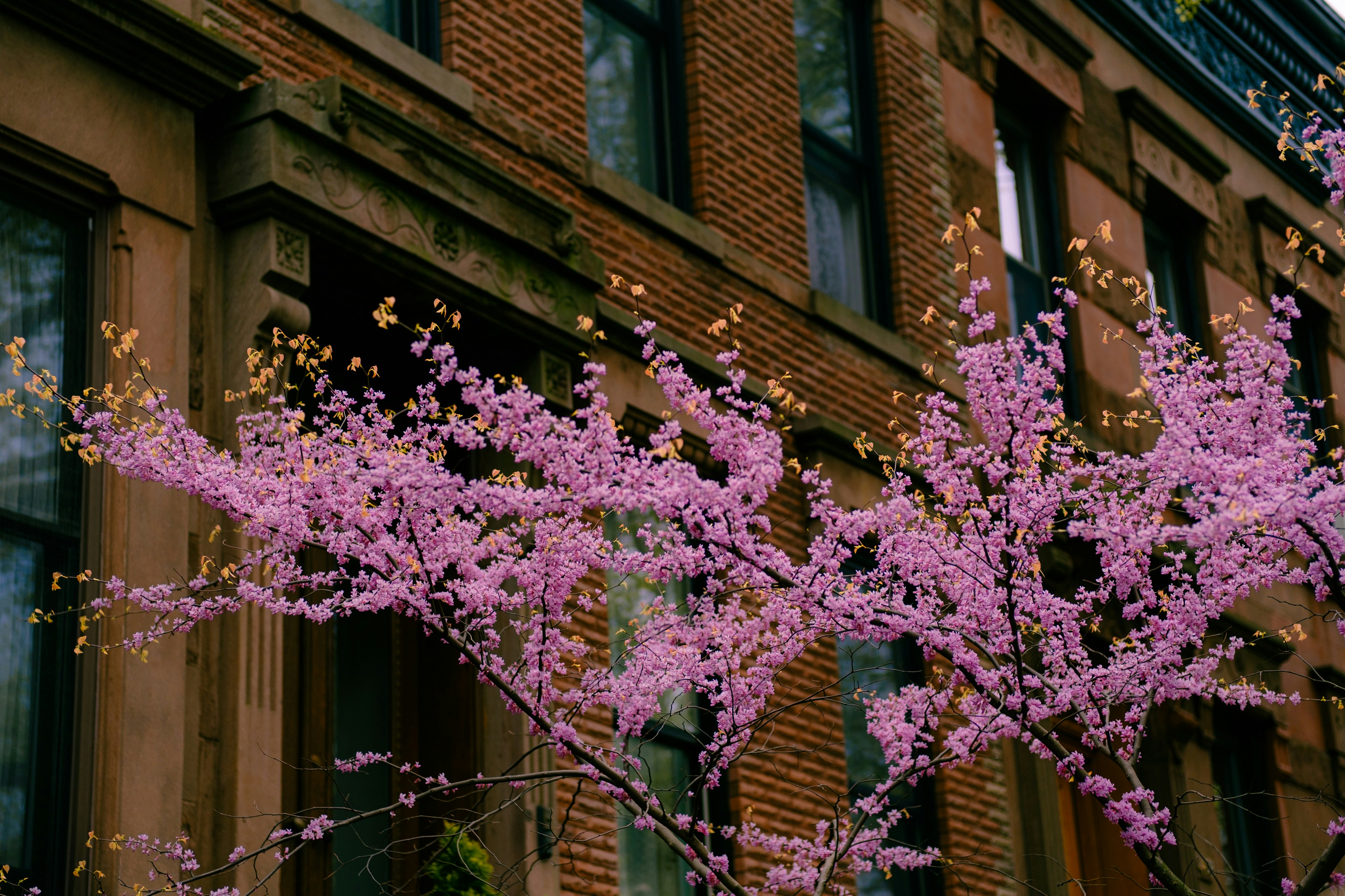 Blossoms Against Brick: Urban Spring Neon Flame
