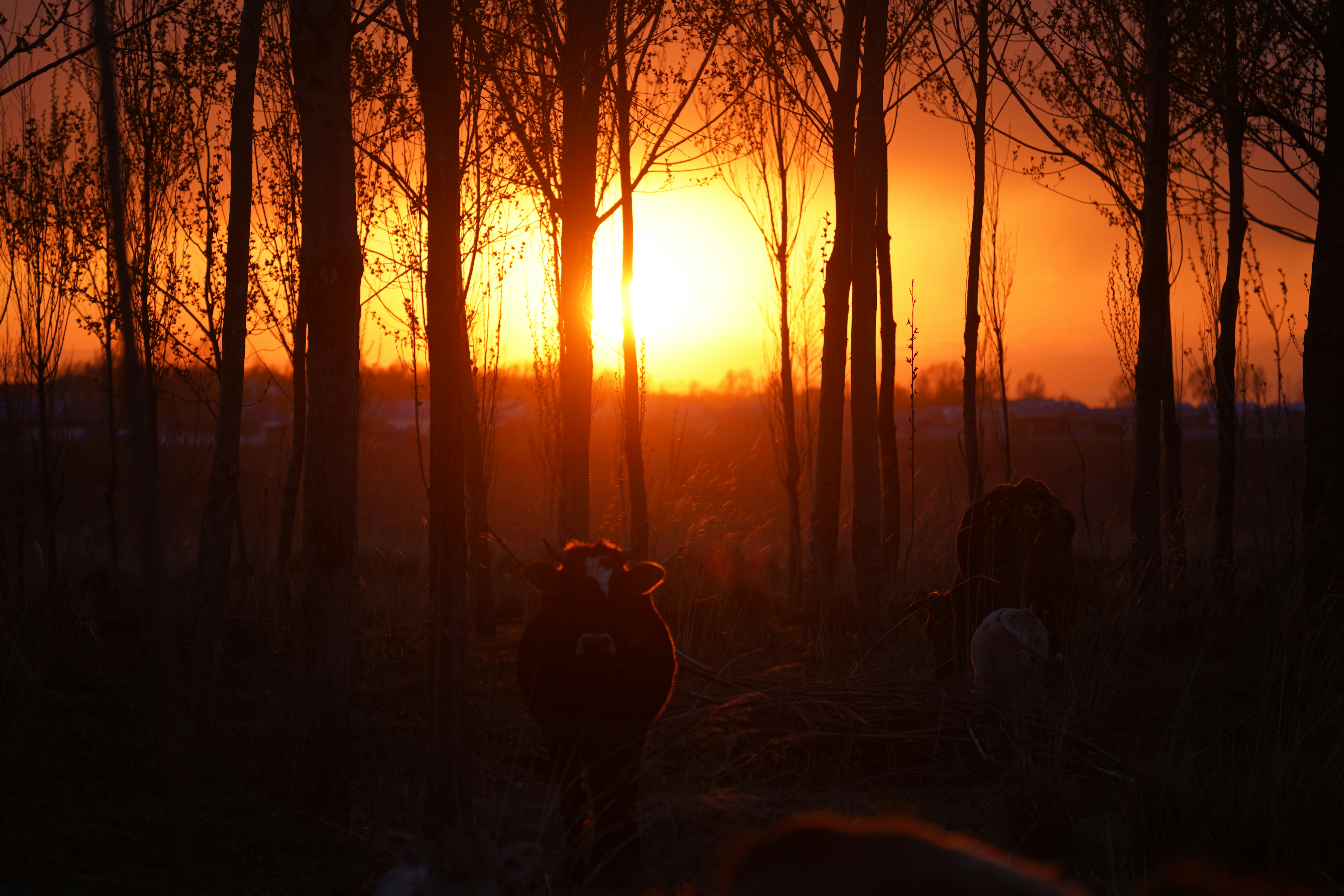 Horizon of Silence: Silhouetted Herd Among Backlit Pines