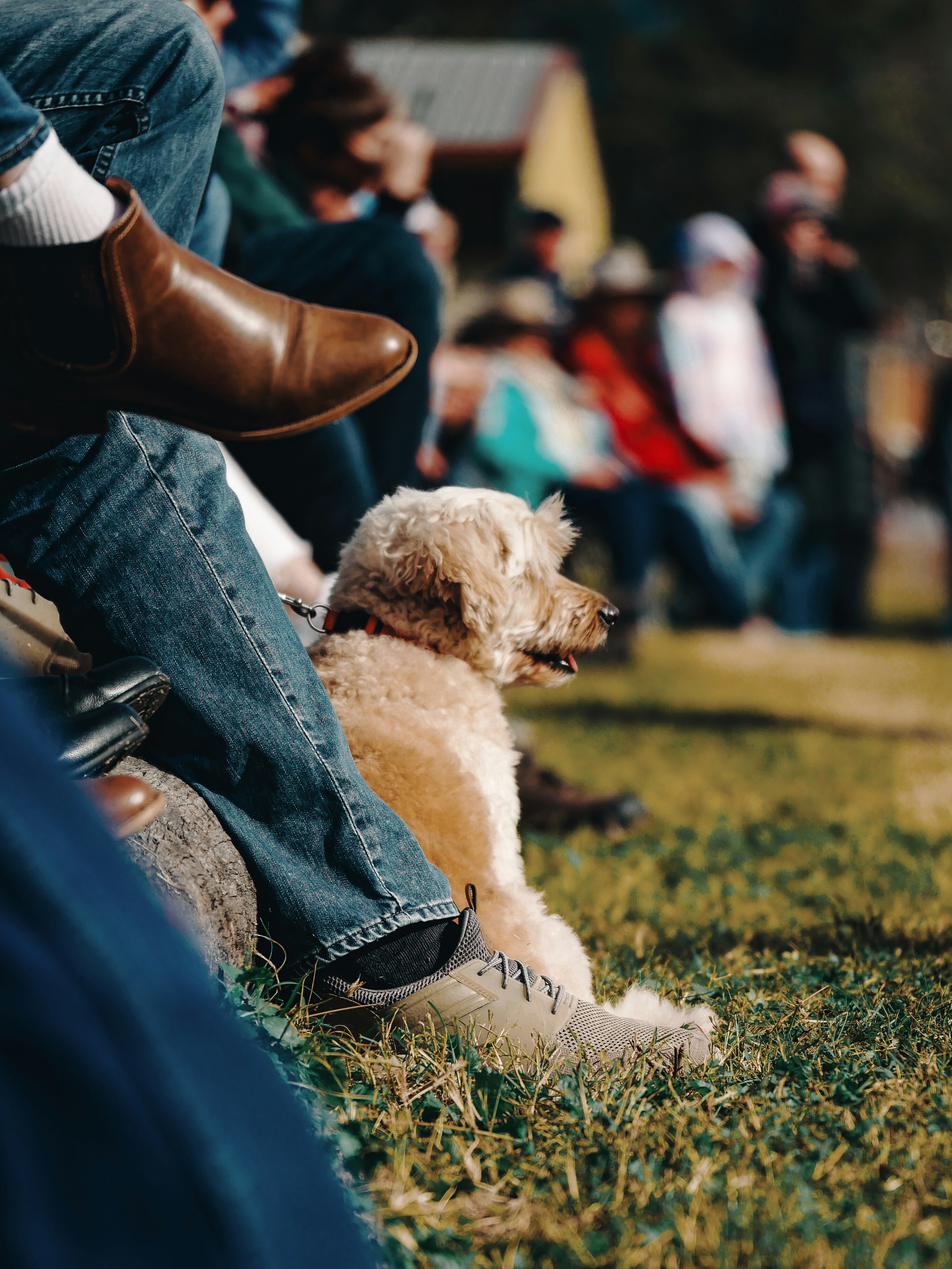 Grass-Edge Witness: A Poodle Among the Parkside Crowd