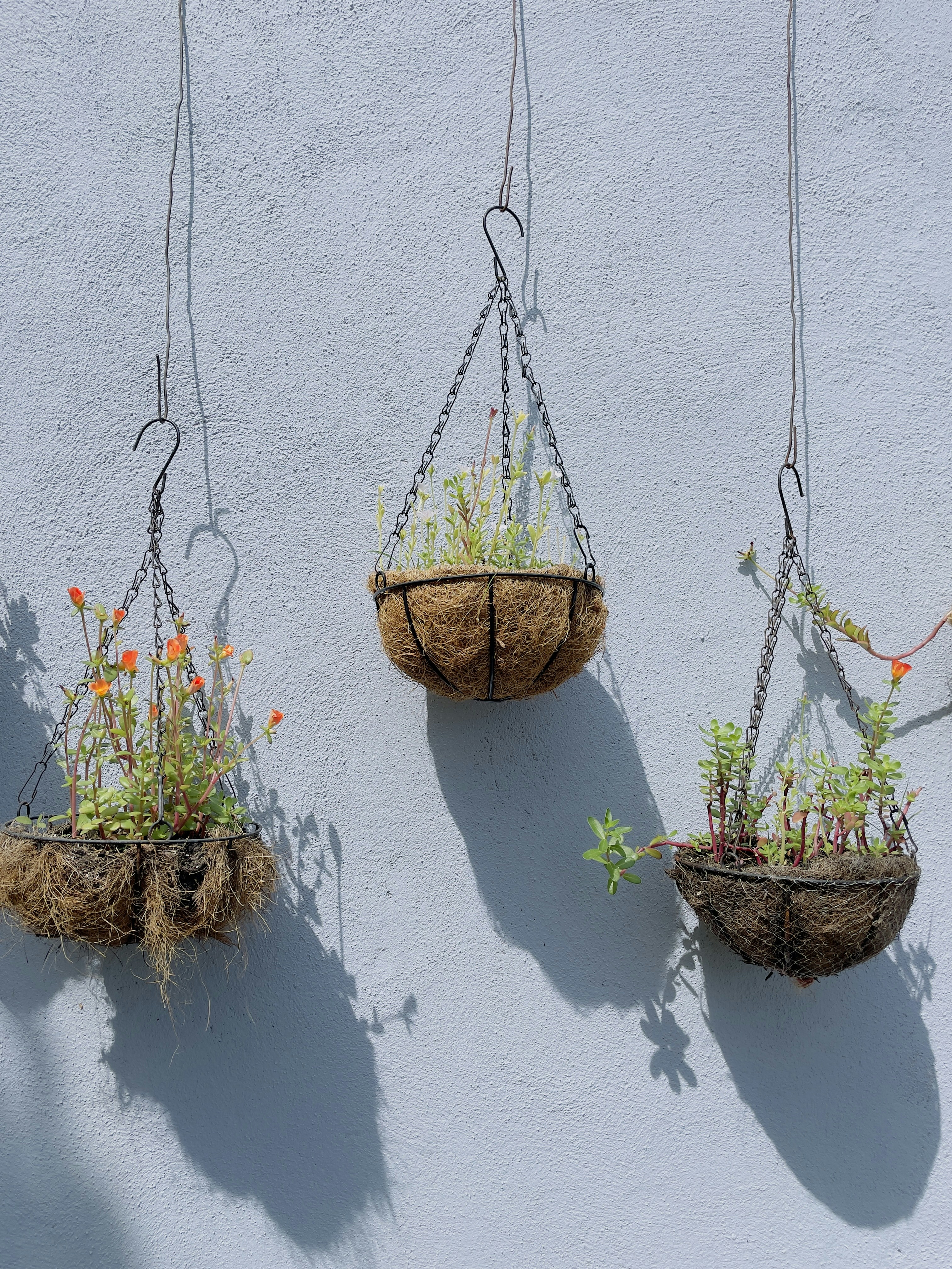 Sprouts in Suspension: Trio of Planters on a Quiet Blue Wall