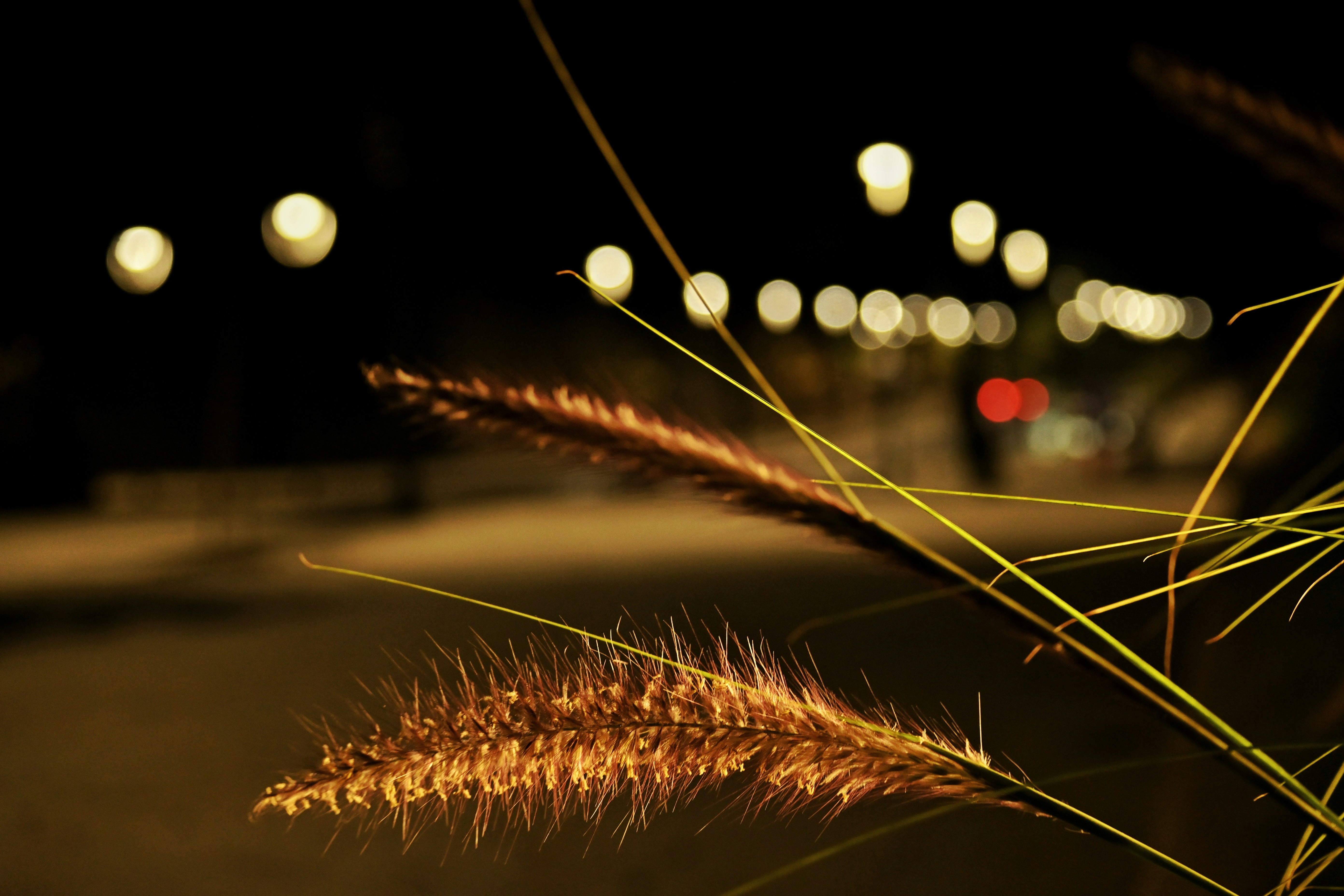 Amber Grasses at Night: Quiet Macro Amid City Bokeh