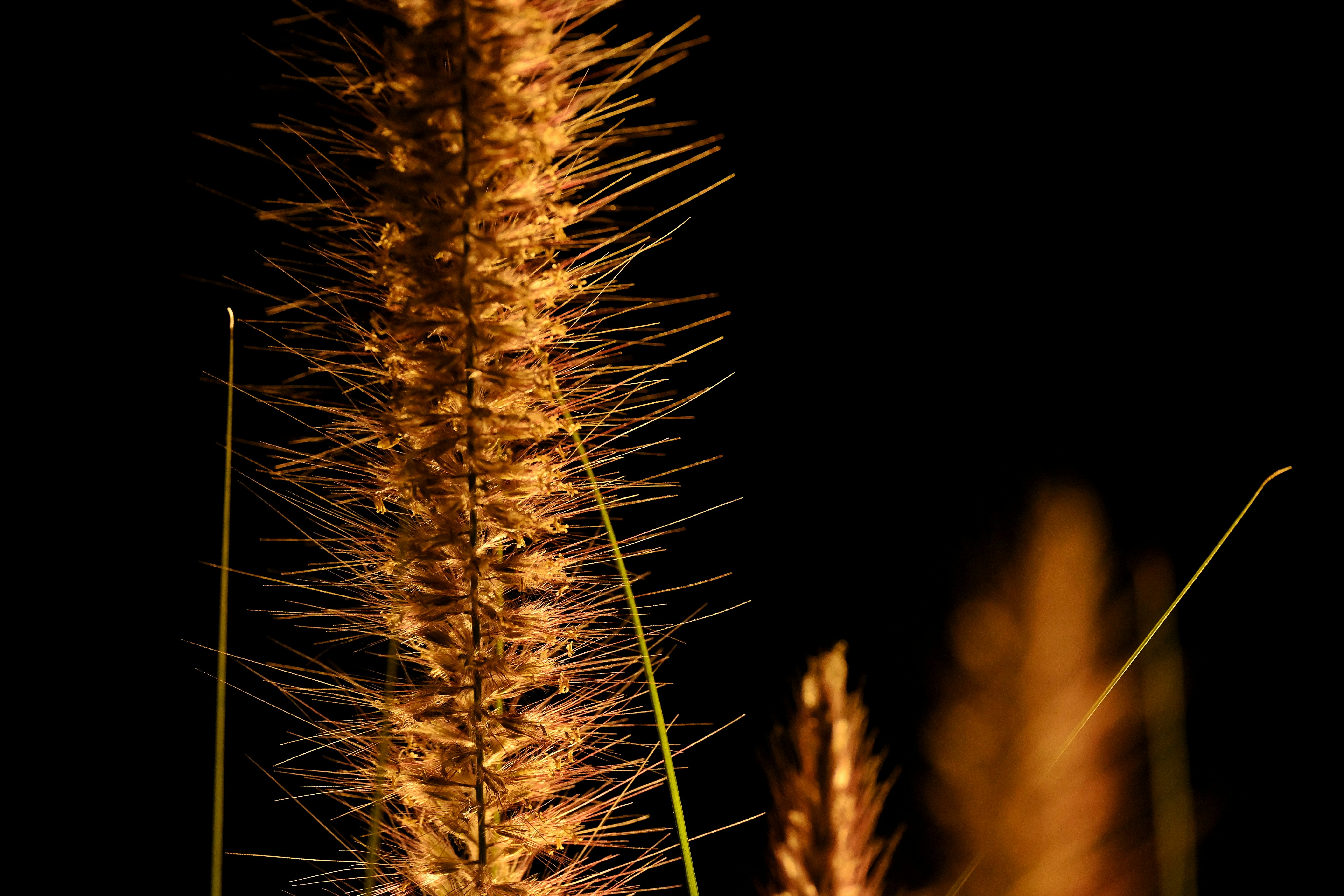A close up of a tall grass plant photo – Free Daman and diu Image on ...