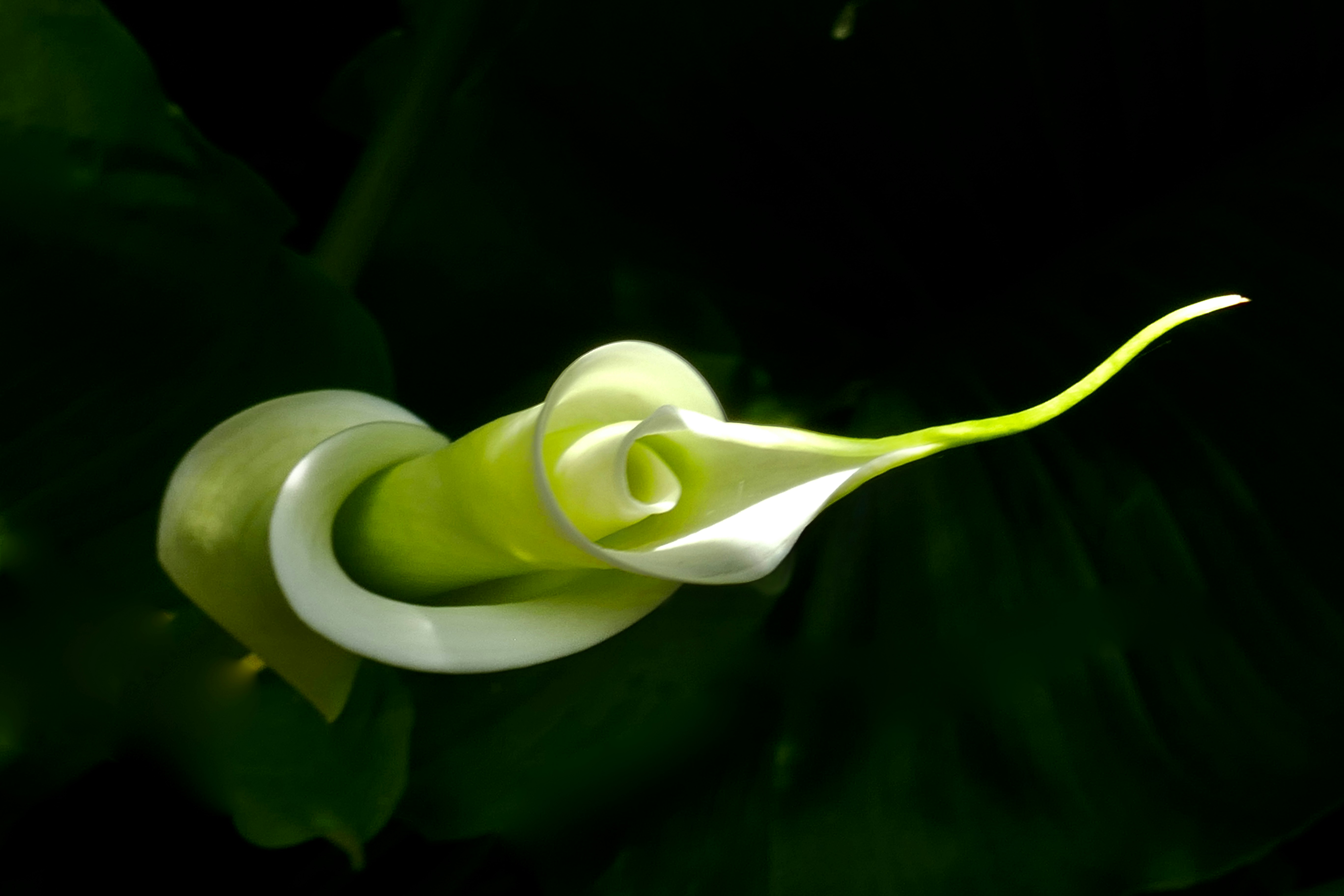 Rouges Jardins Promesse de fleur d'arum Guy Grandjean