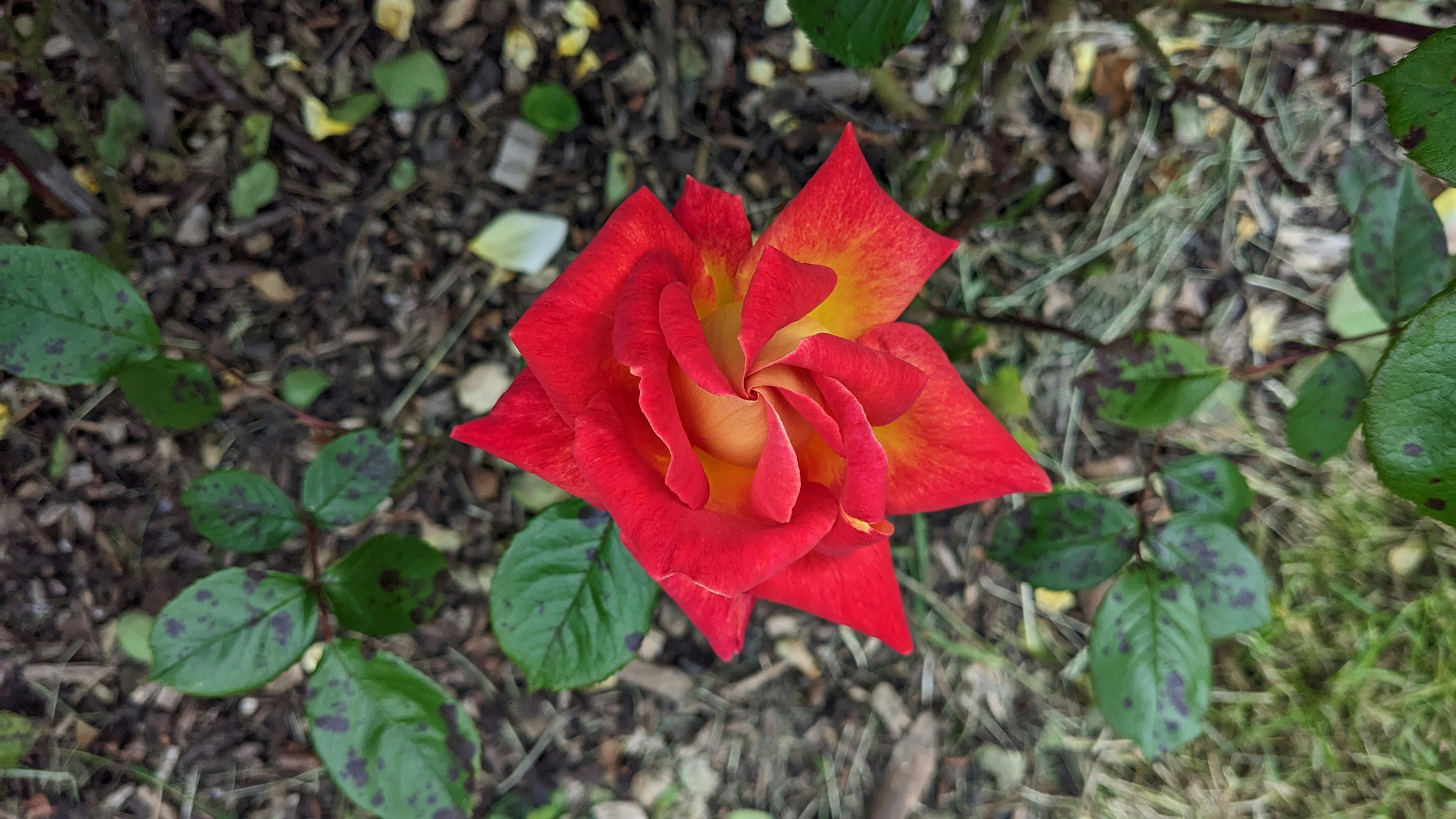 Crimson Rose in a Quiet Garden Bed