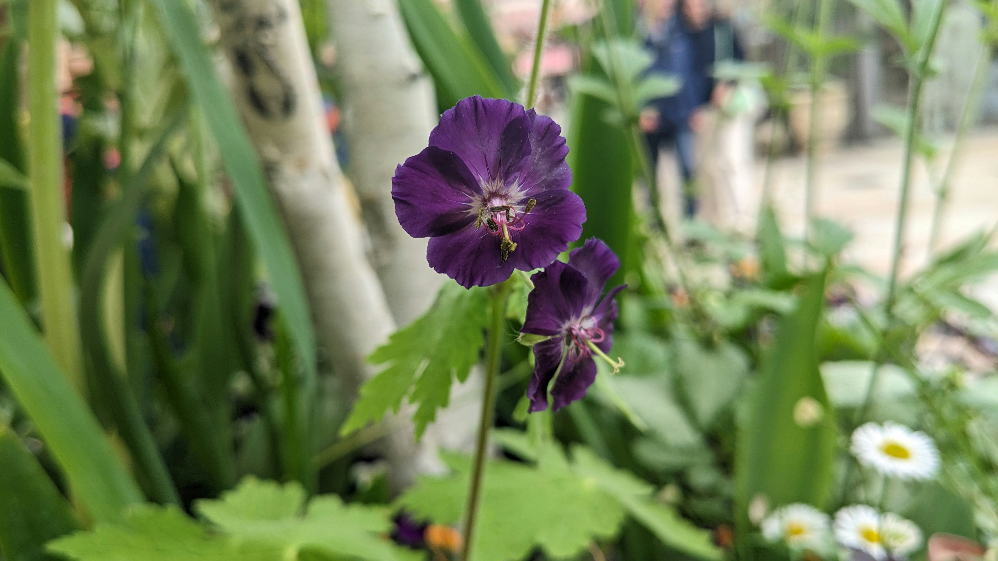 Purple Mallow in Focus: a Quiet Bloom Surrounded by Garden Green