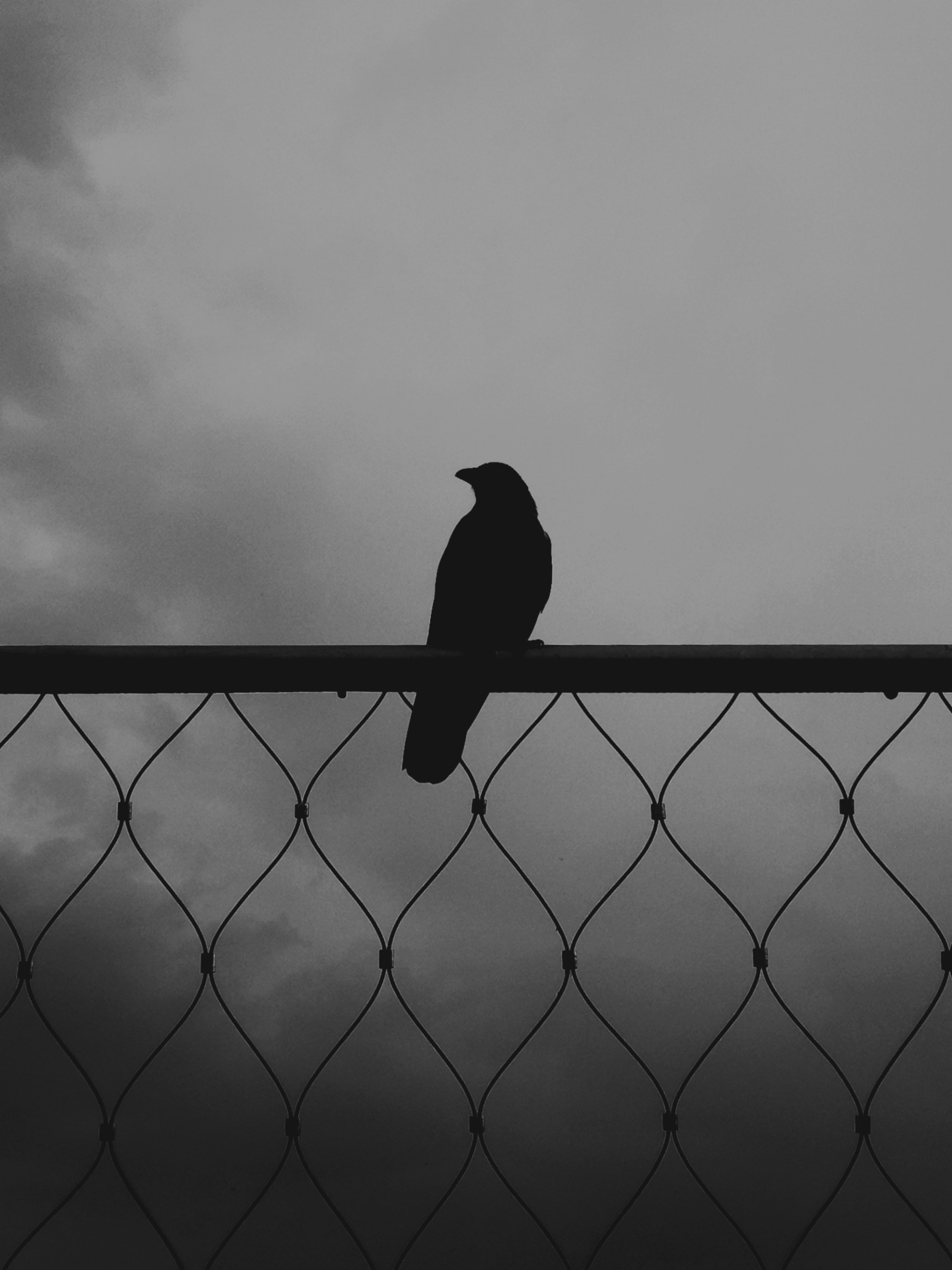 Monochrome photograph of a crow silhouette perched on a chain-link fence against a moody, cloudy sky.