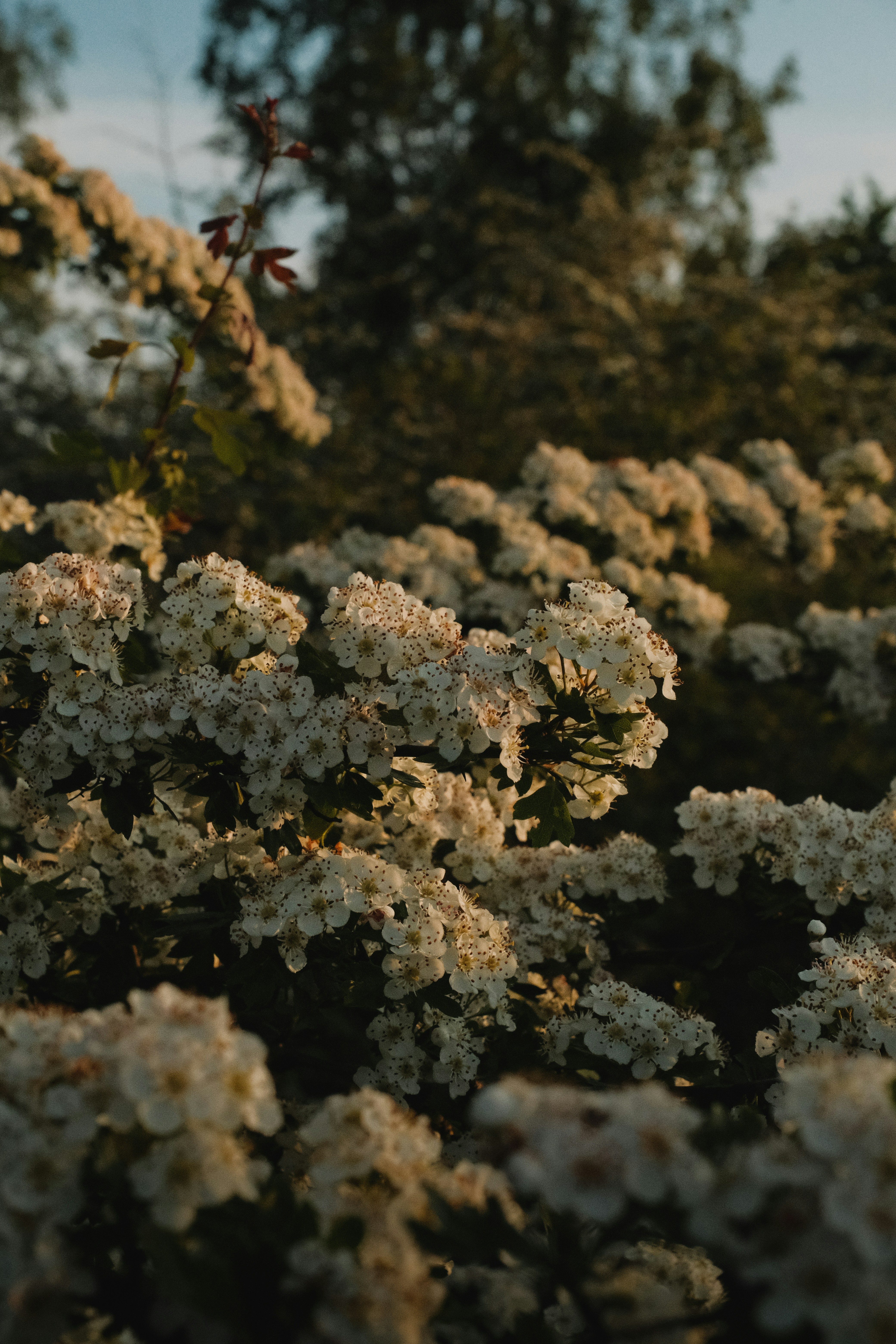 Dusk in a Blooming Parterre: White Clusters Under Amber Light