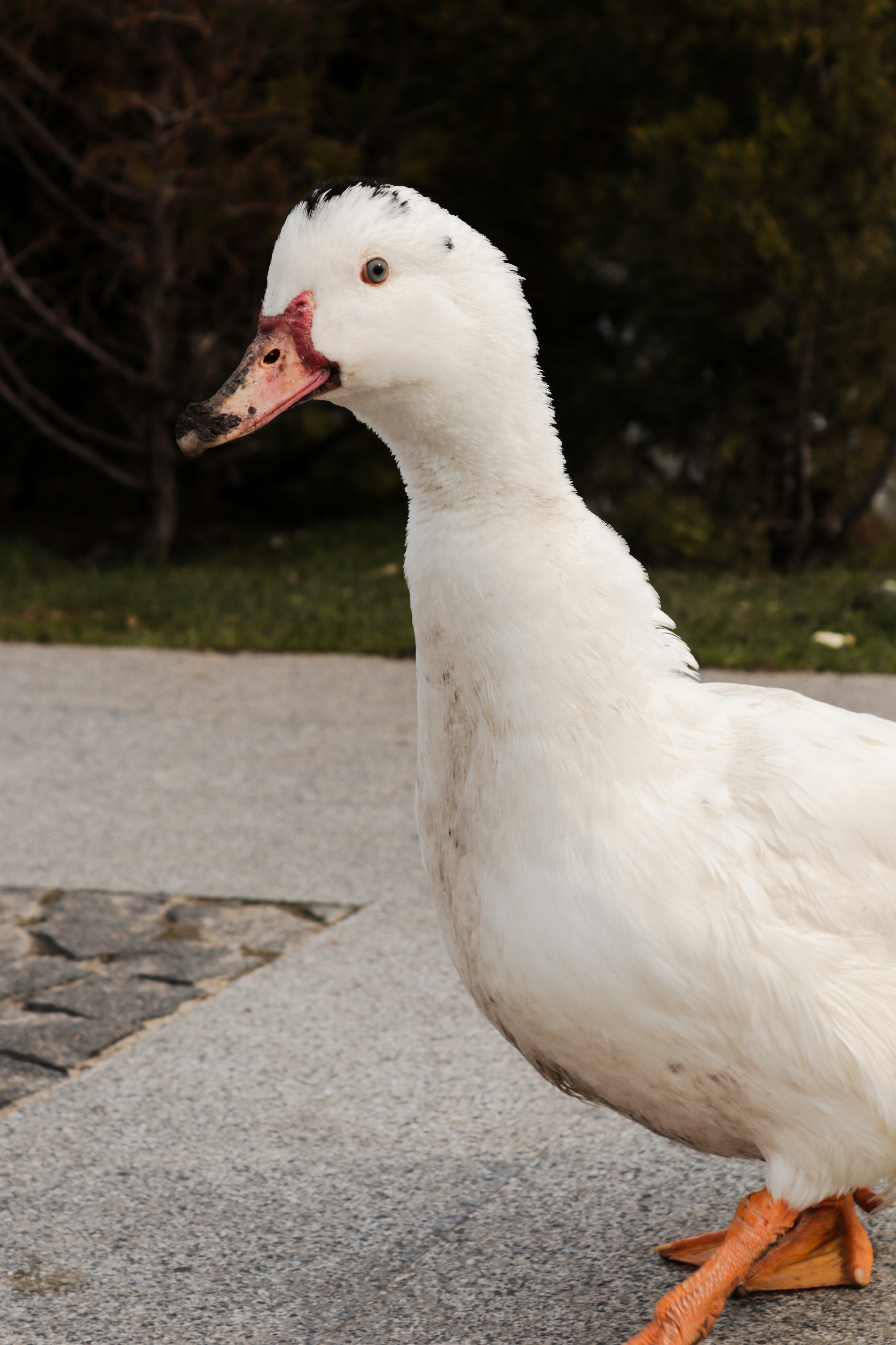 A Curious White Duck Pauses on a Park Path