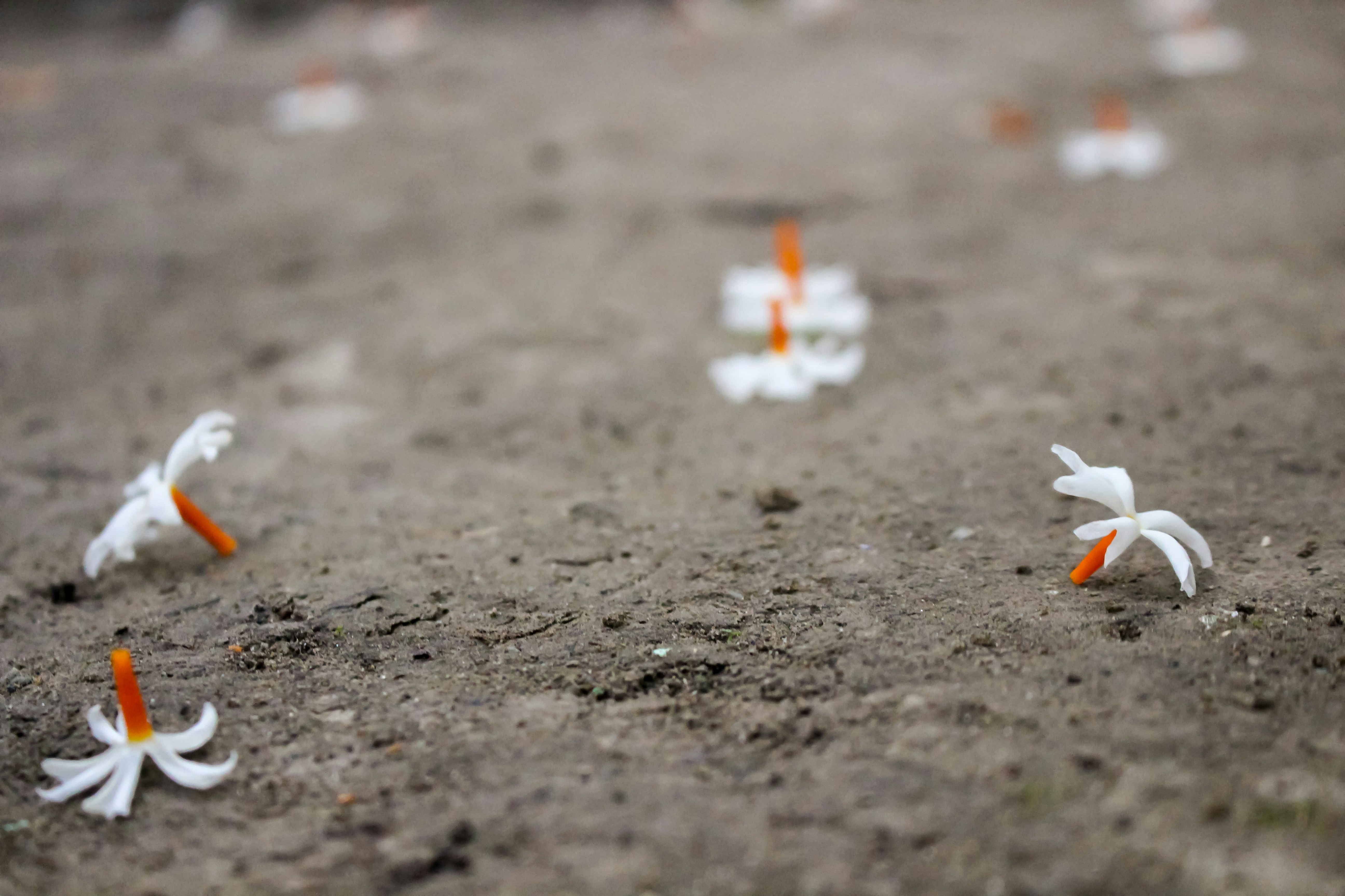 Petal Relics on a Gritty Runway