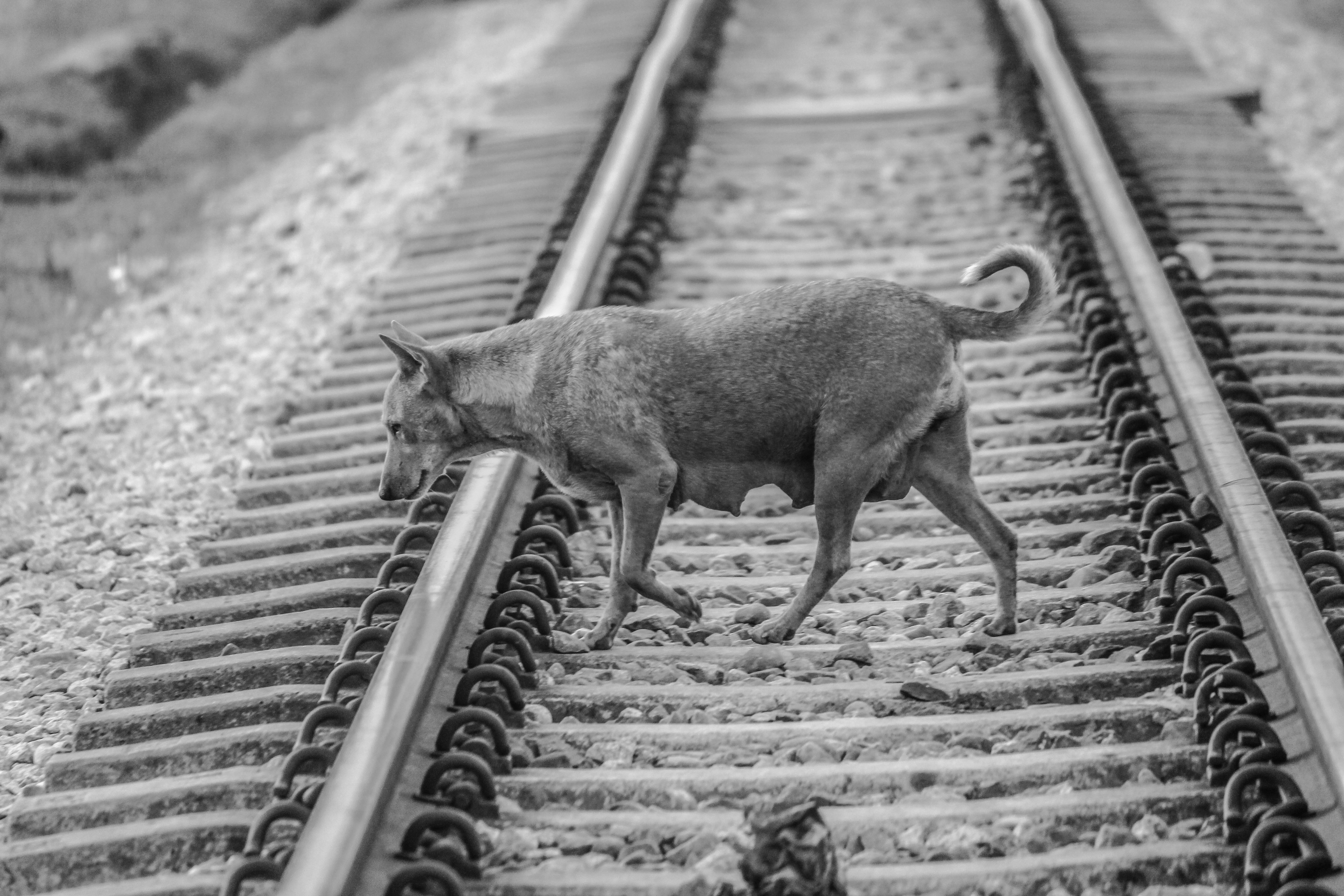 A Stray's Journey on the Forgotten Tracks