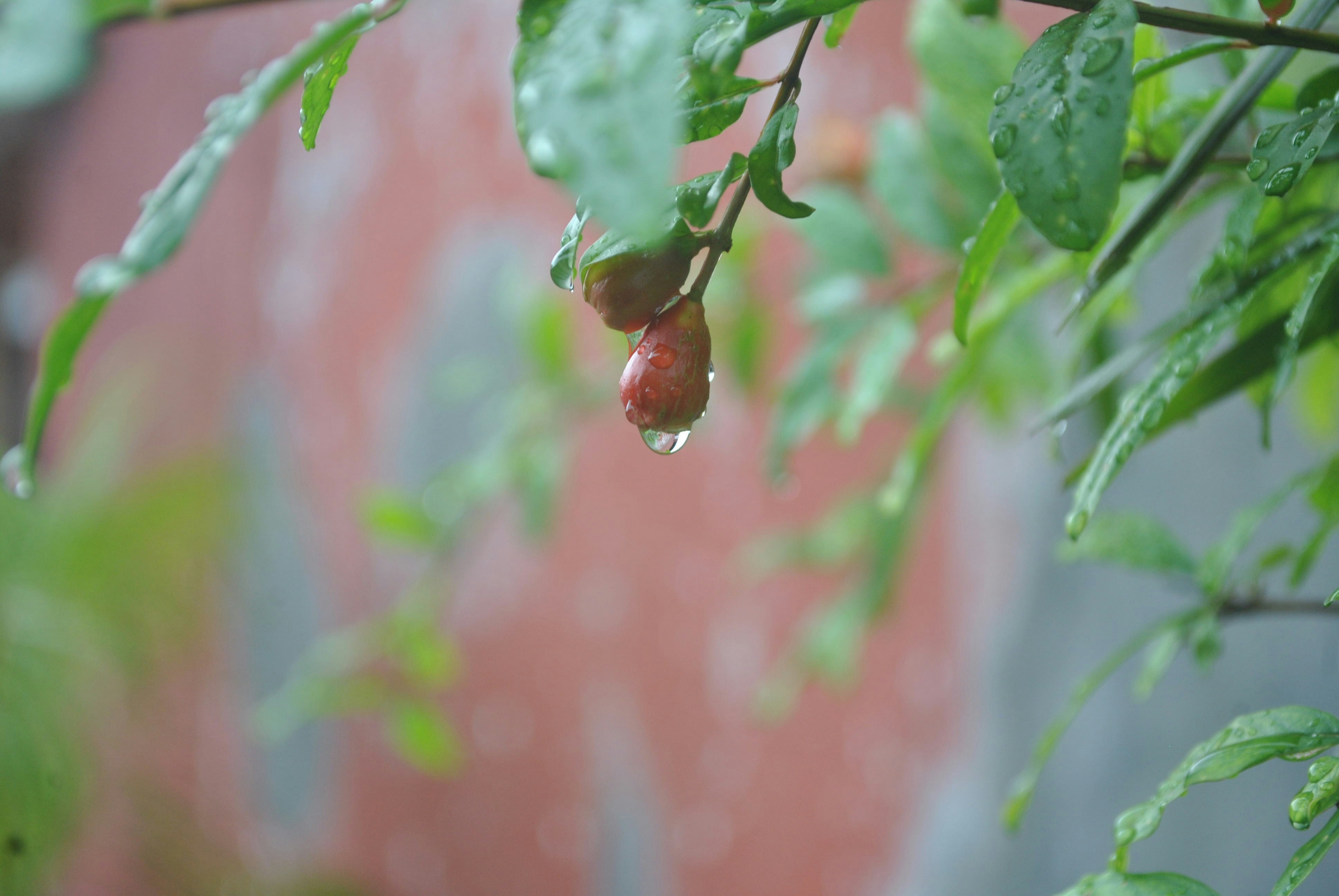 Rain-Kissed Berry on a Leafy Stem with a Soft Brick-Bokeh Backdrop