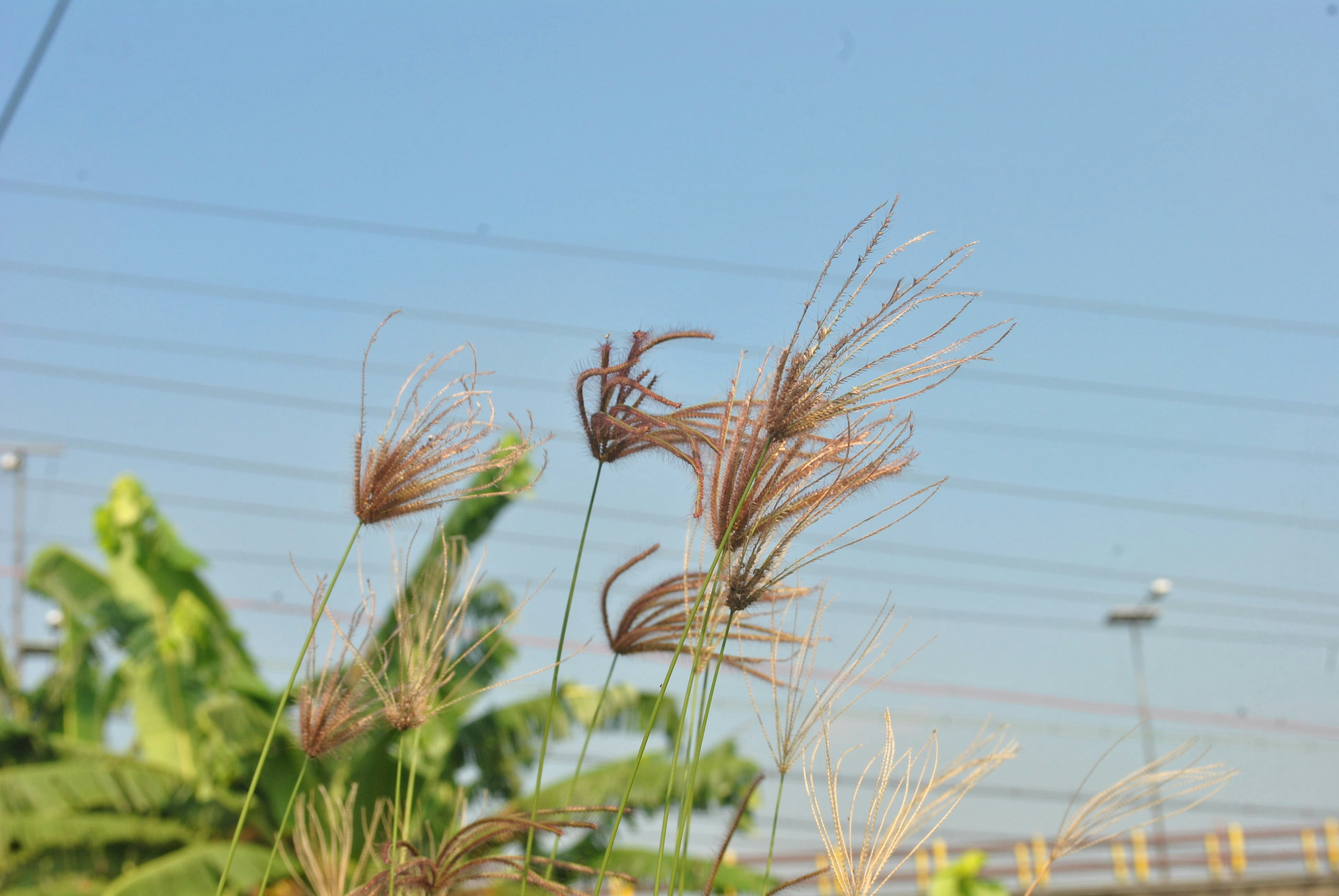 Copper-tipped Panicles Against a Clear Blue Sky