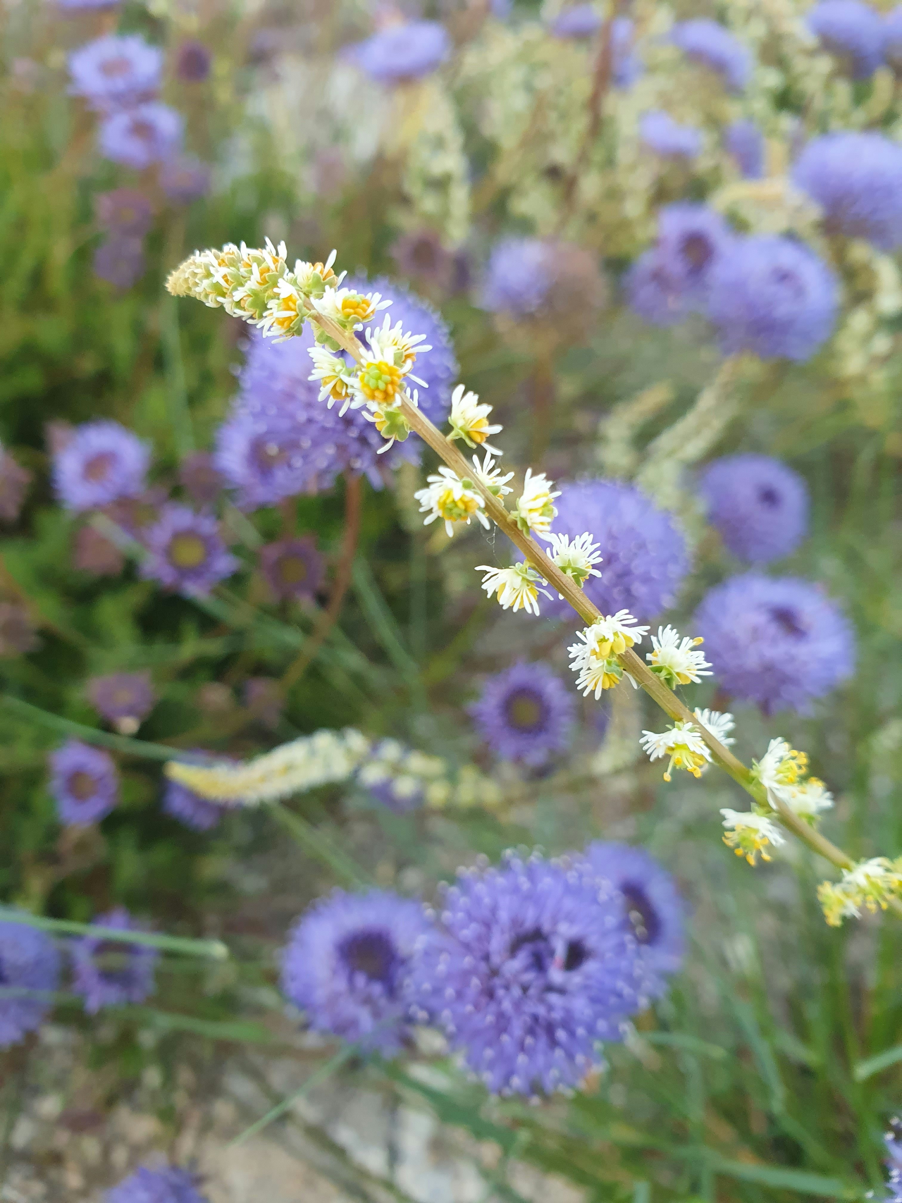 Stem of tiny blossoms Crossing a Field of Purple Roves
