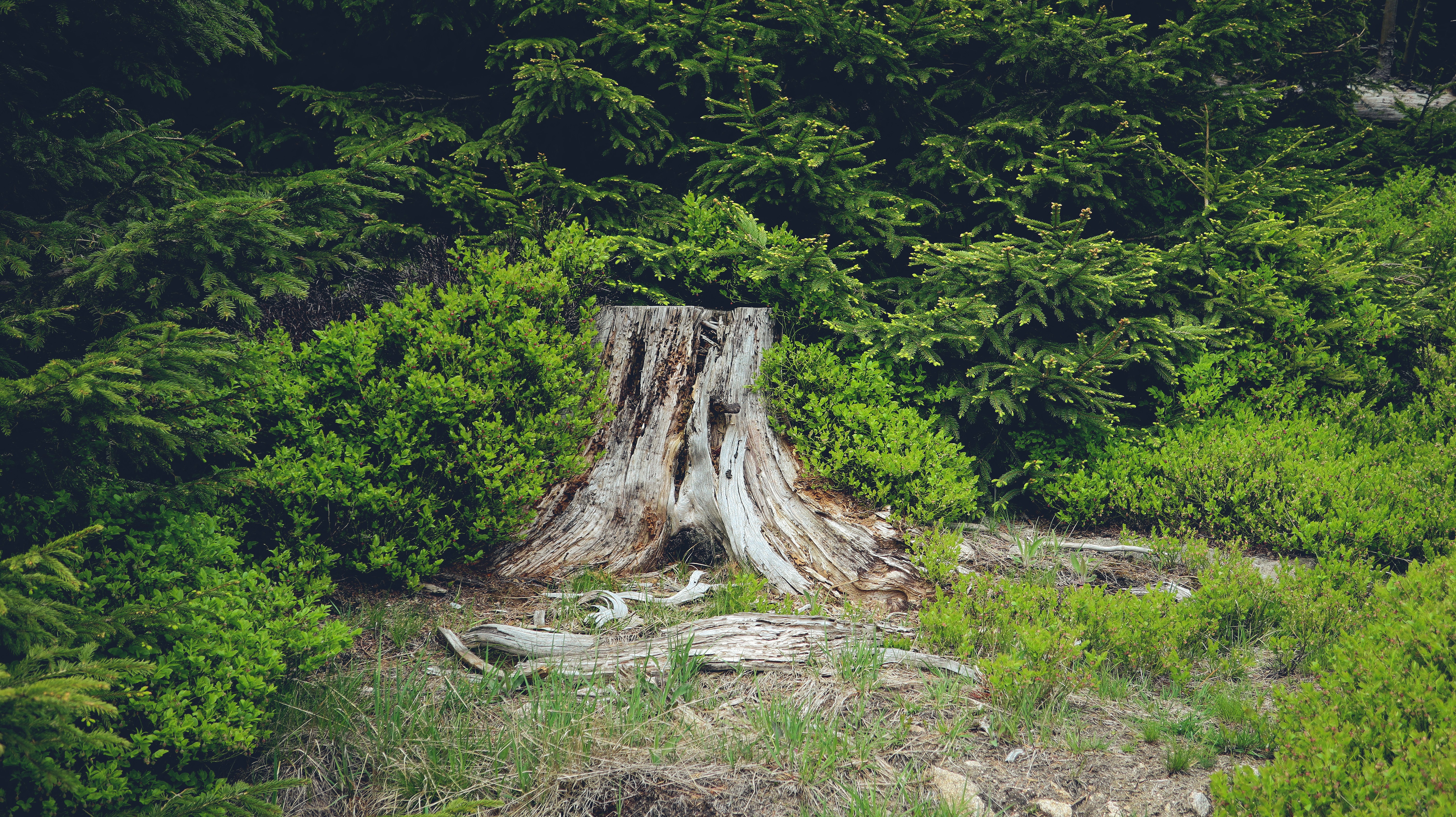 A tree stump in the middle of a forest photo – Free Germany Image on ...