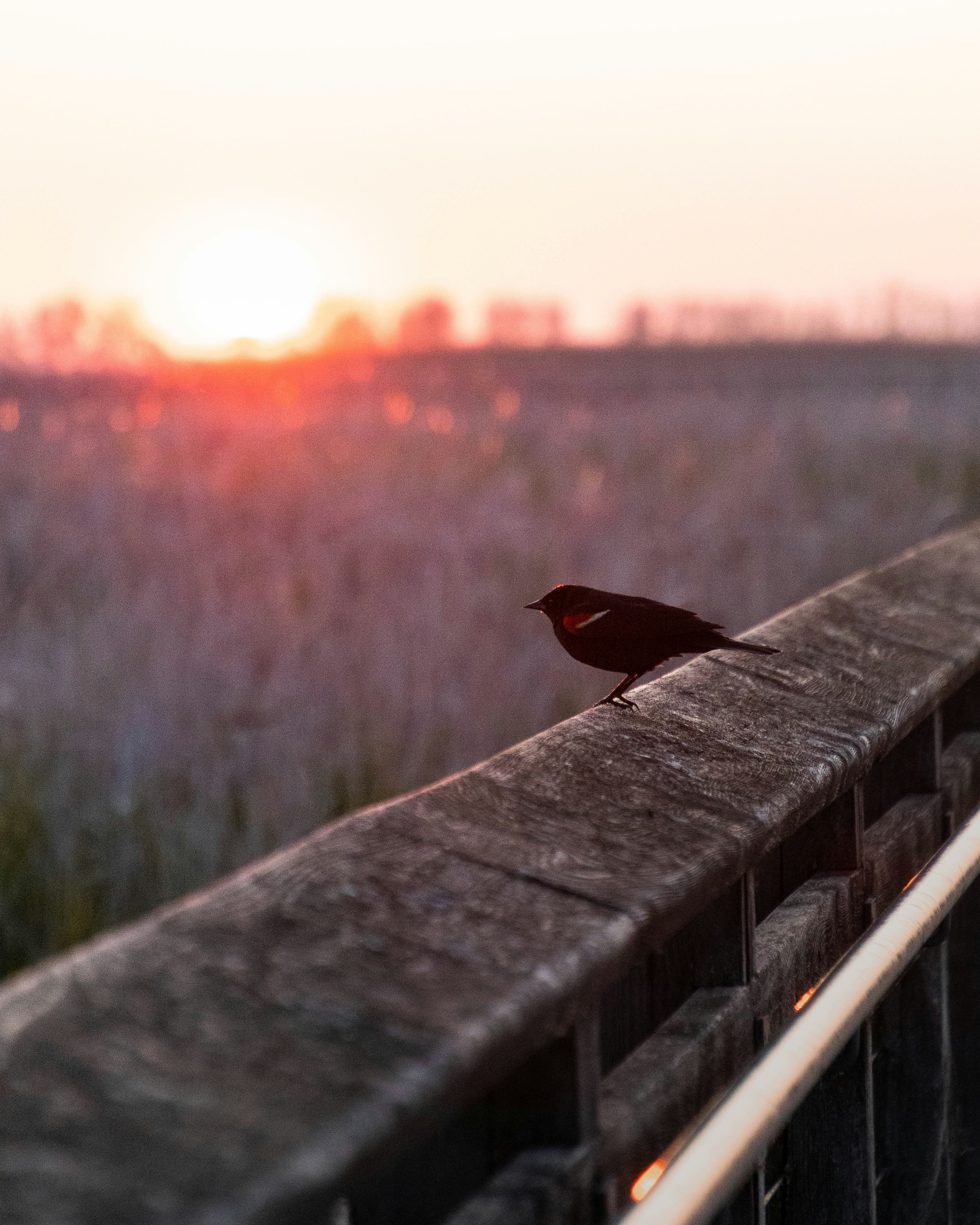 Robin on a Weathered Railing at Sunset