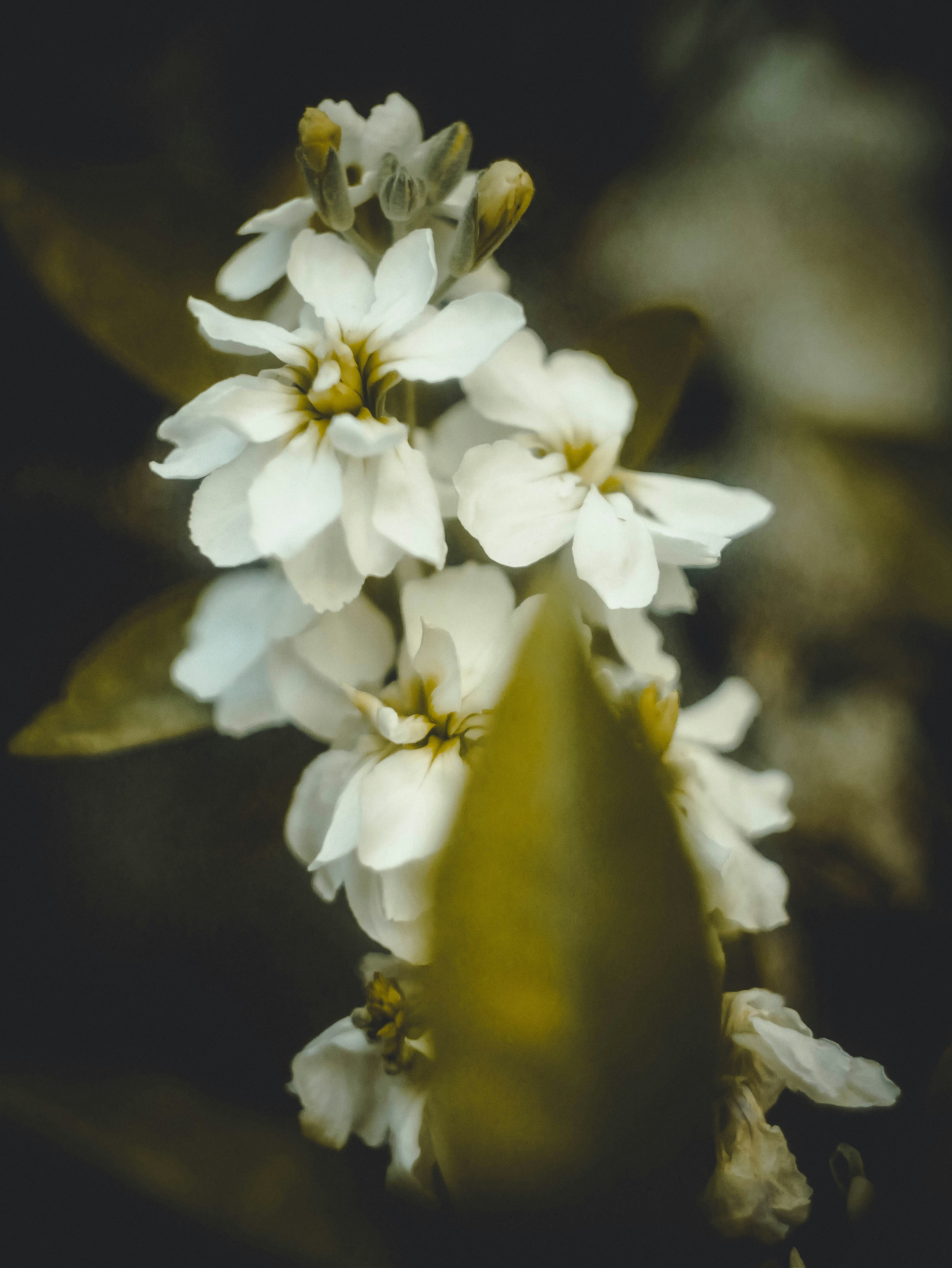 Petals in Focus: A Quiet Macro Moment