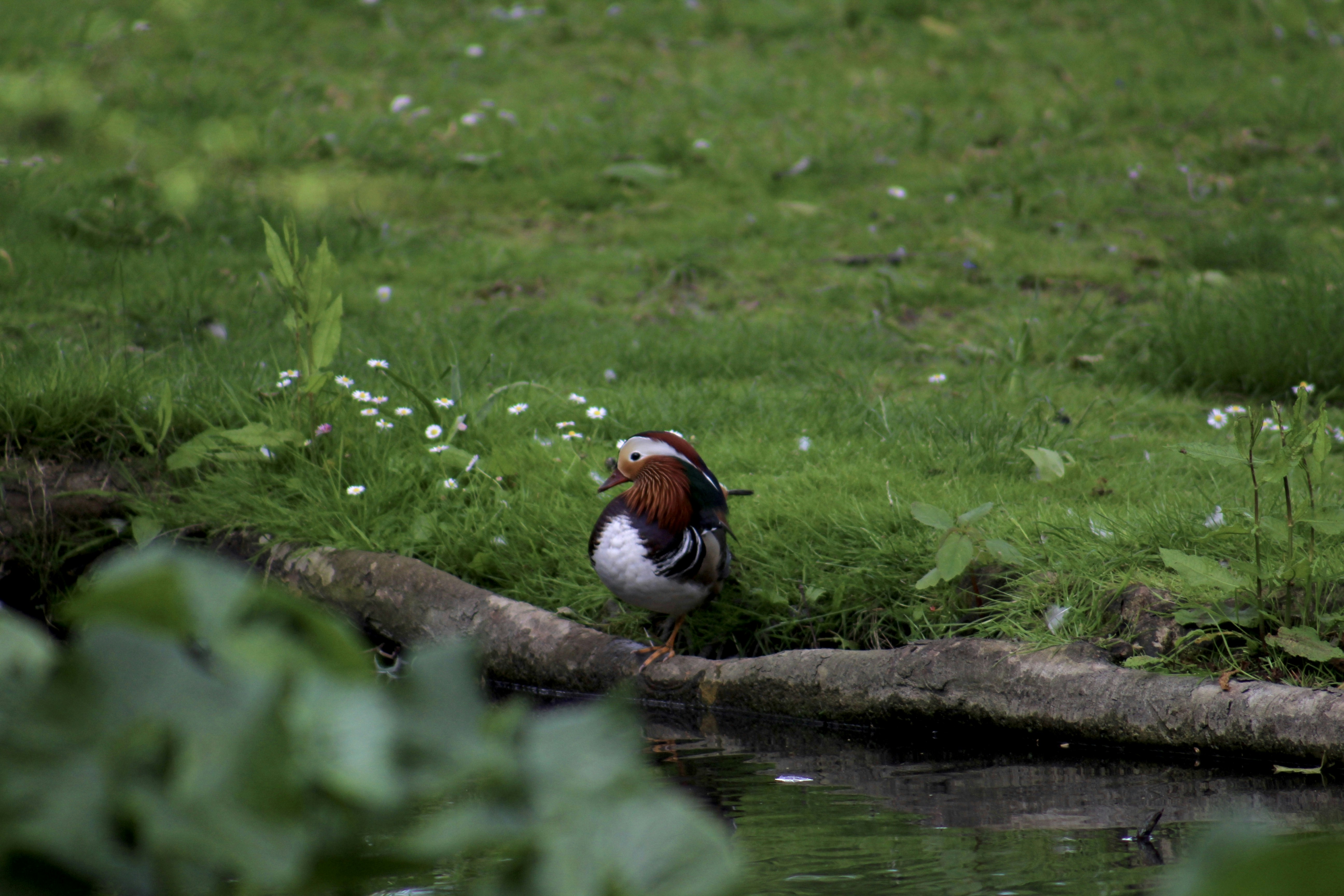 A bird sitting on a log in the grass photo – Free Bird Image on Unsplash