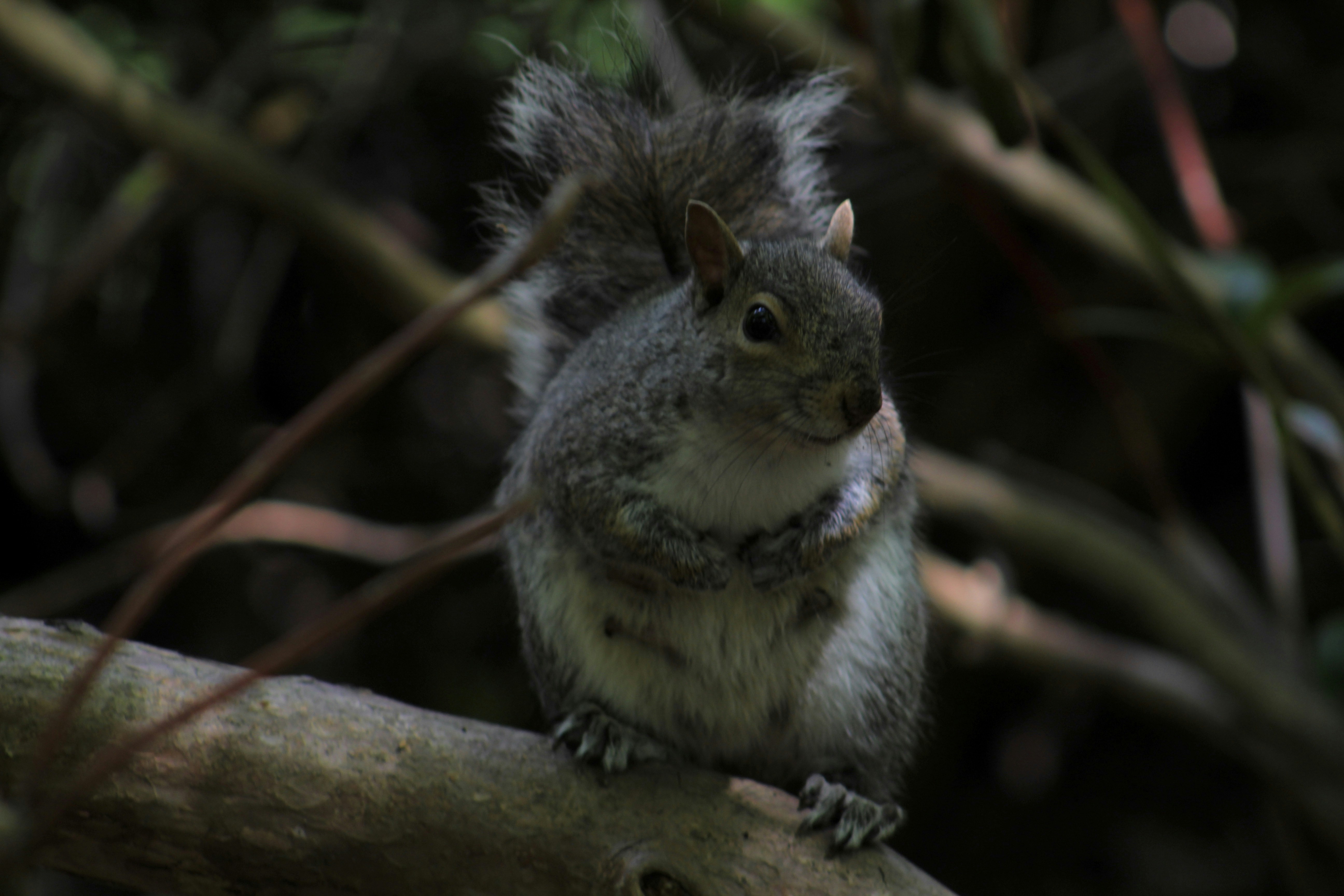 Twilight Squirrel on a Mossy Branch