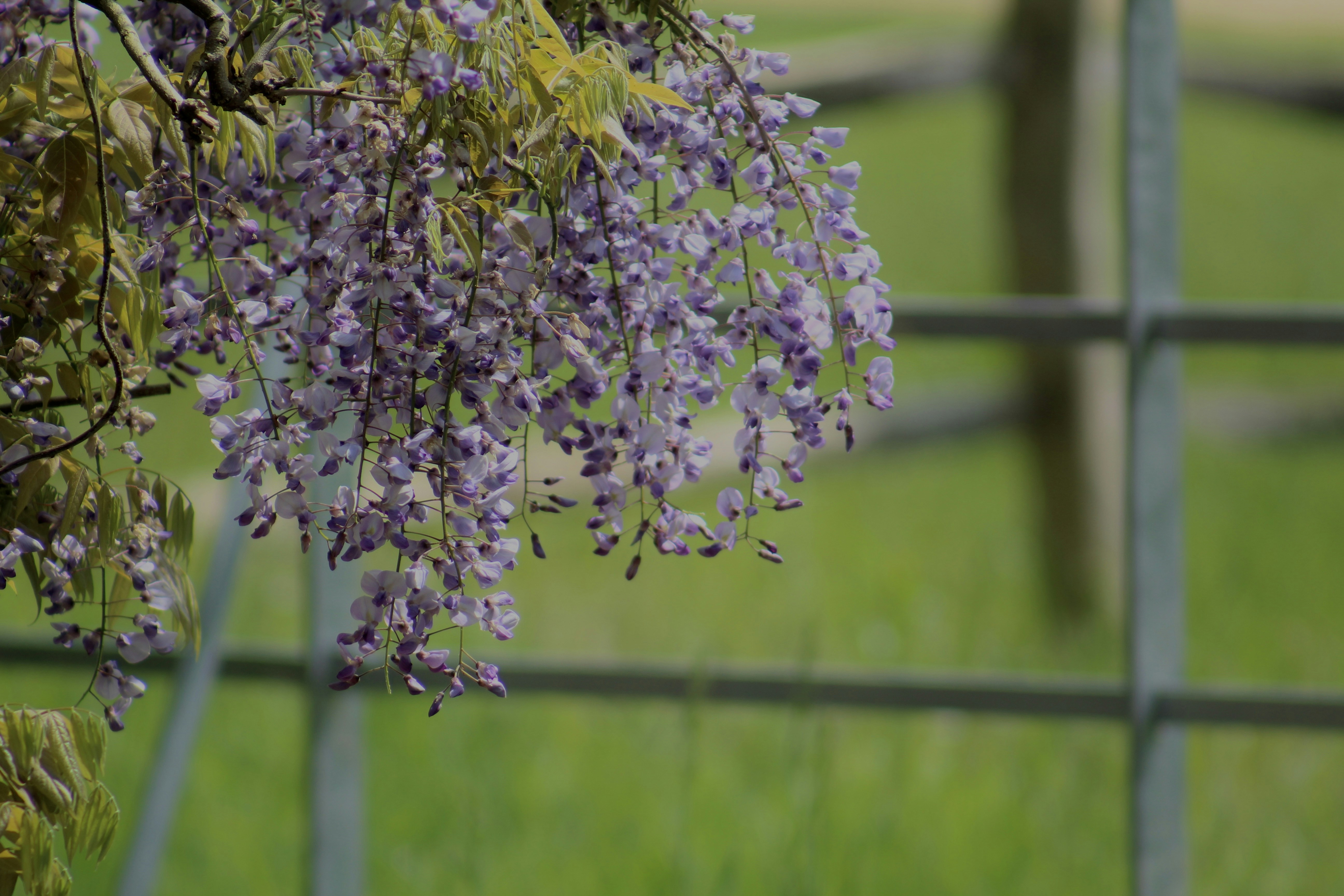 Wisteria Cascade by the Fence: Lavender Blooms in Quiet Spring Light
