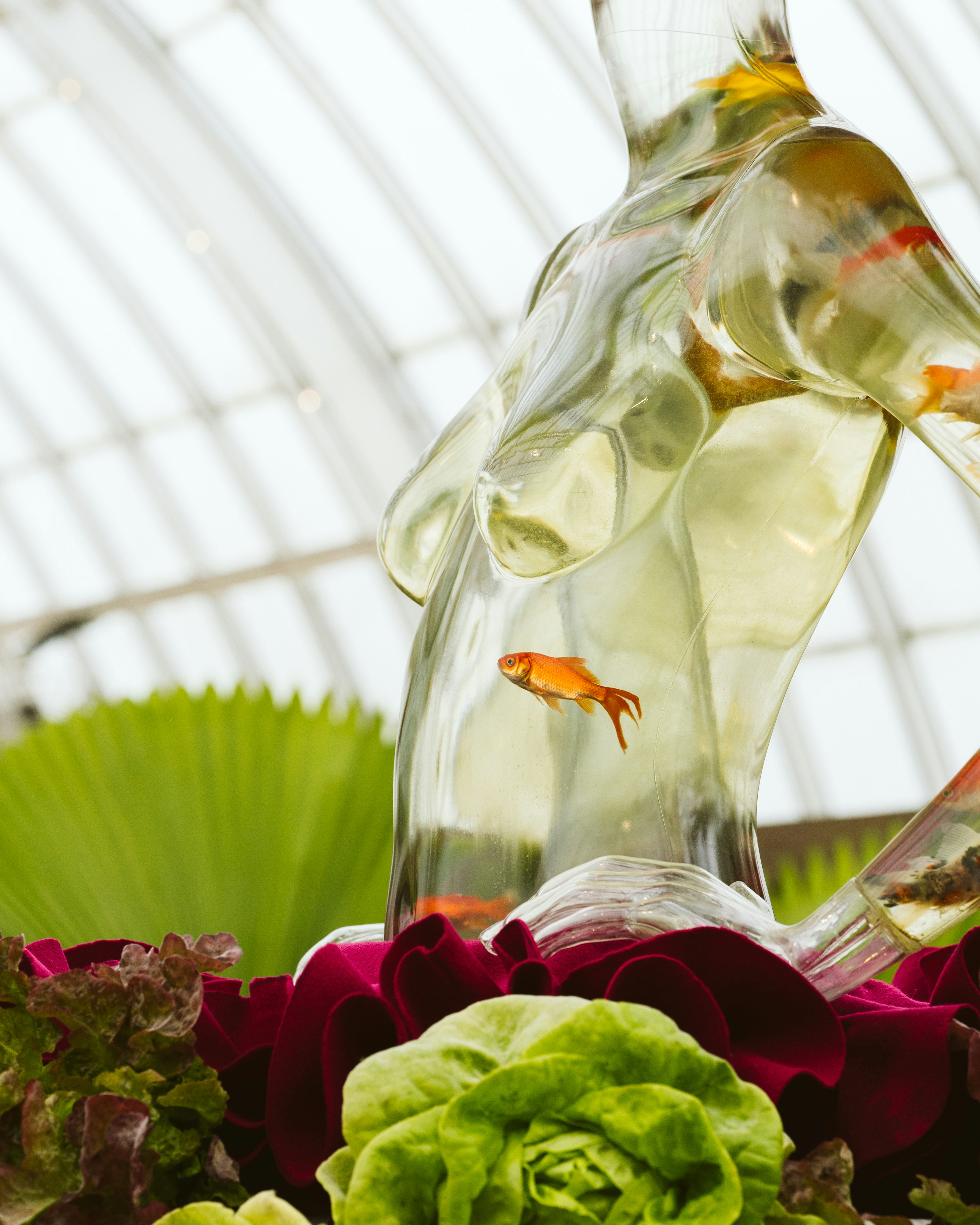 Goldfish in Glass: An Orange Whisper Inside a Sculpted Figure in a Conservatory