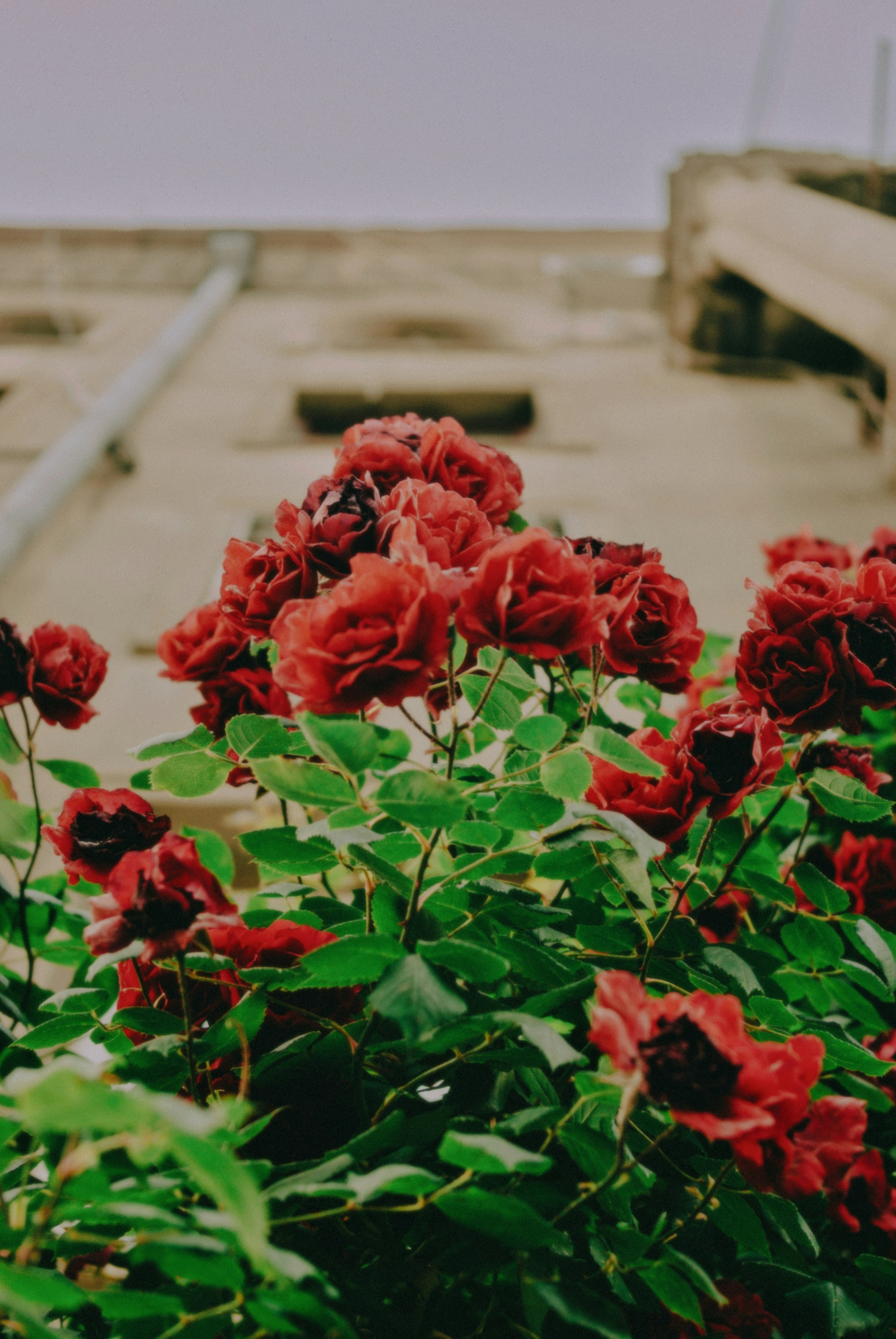 Red Flowers Tumblr Photography