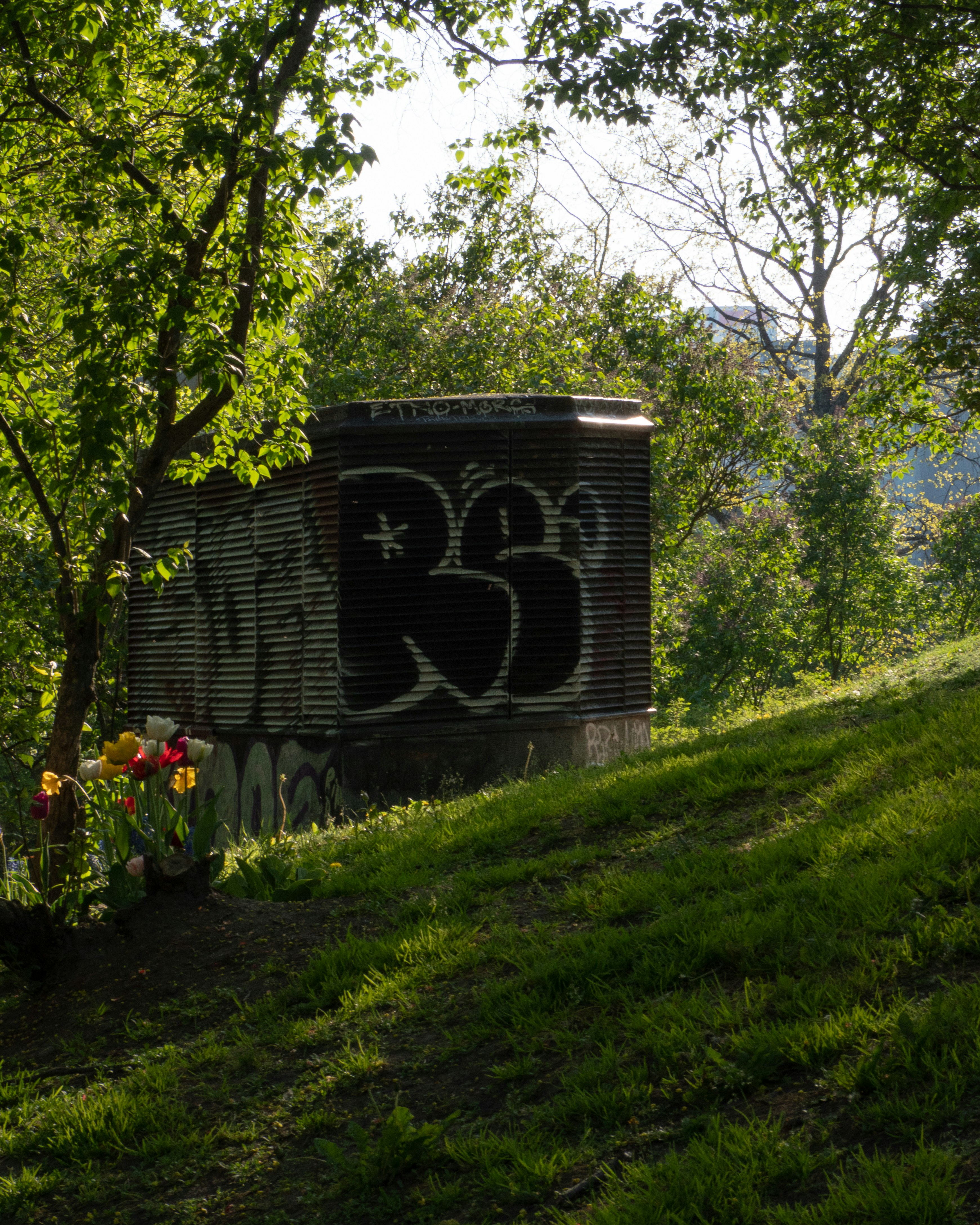 Graffiti Vault in the Sunlit Grove