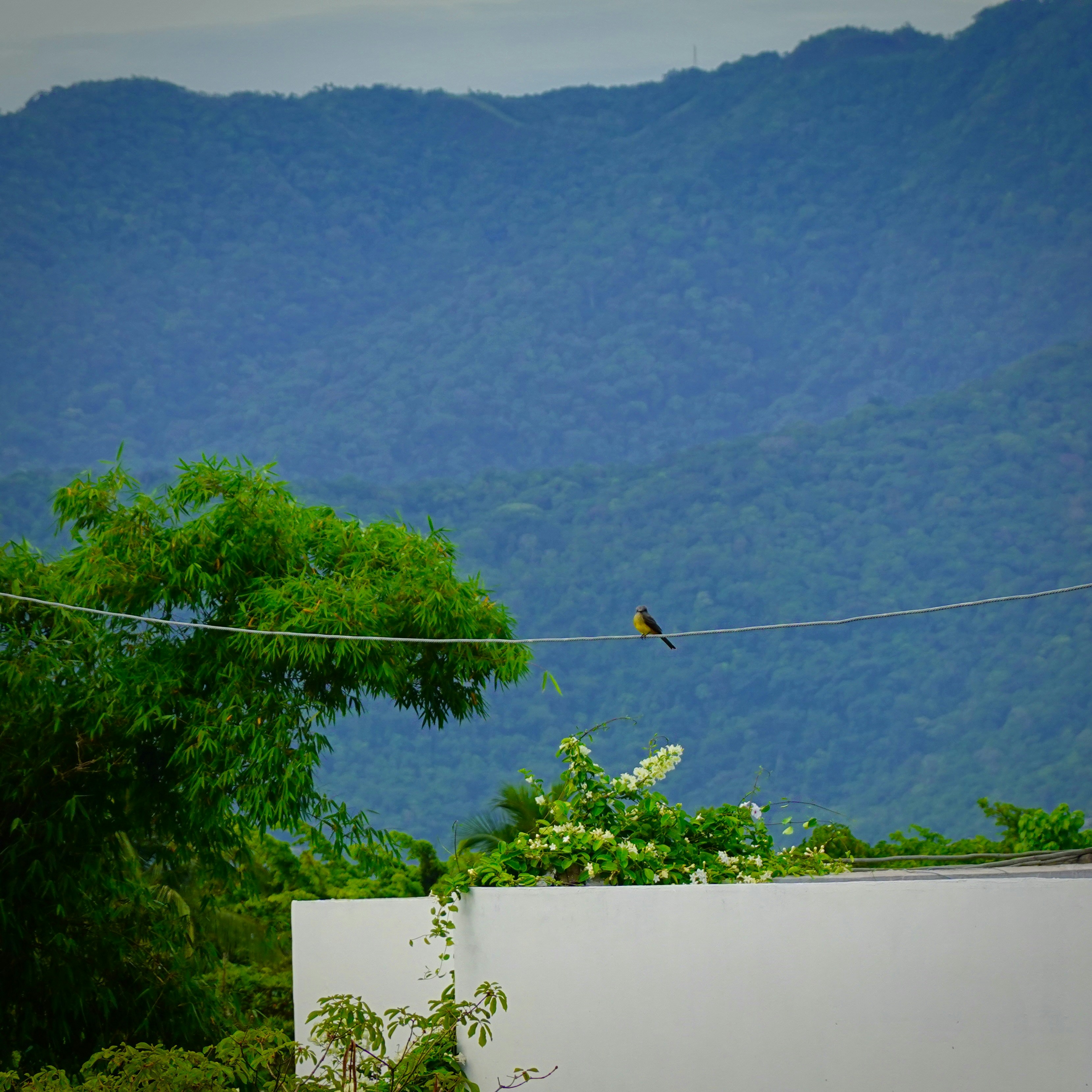Bird on a Wire Over a Quiet Green Ridge