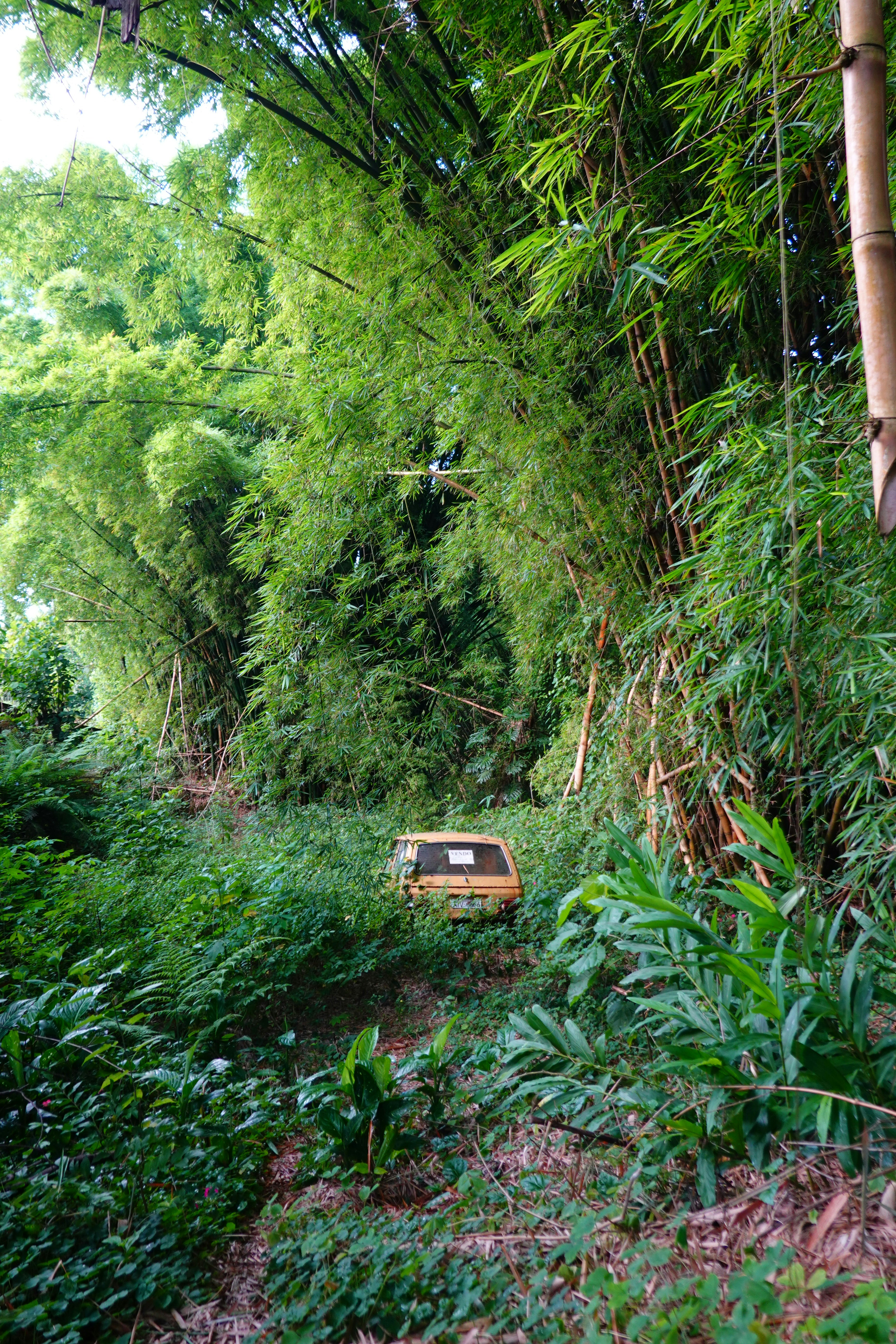 Bamboo Corridor Discovery: An Orange Hatchback tucked in the Underbrush
