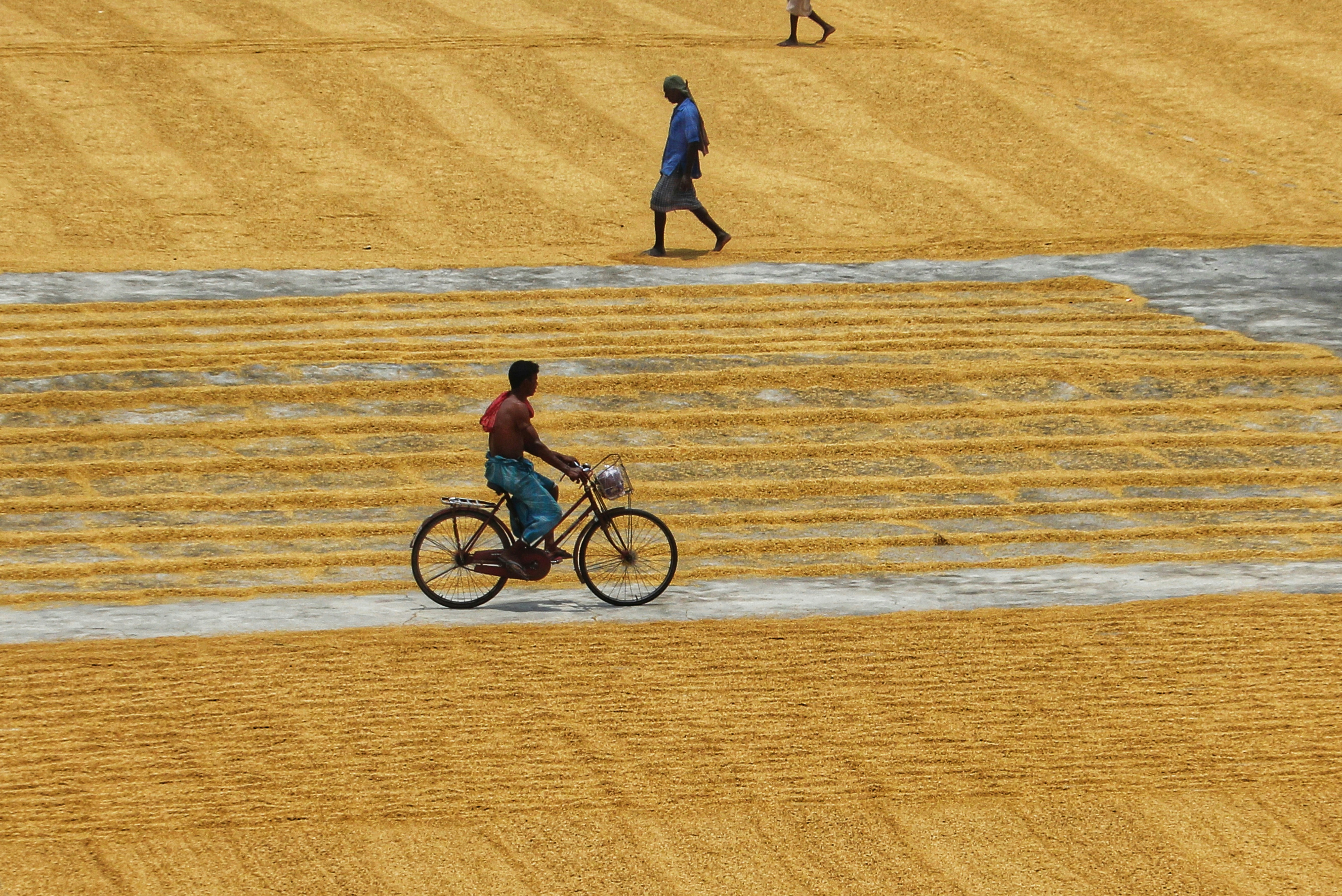 Across Golden Stripes, a Cyclist Traverses a Quiet Field
