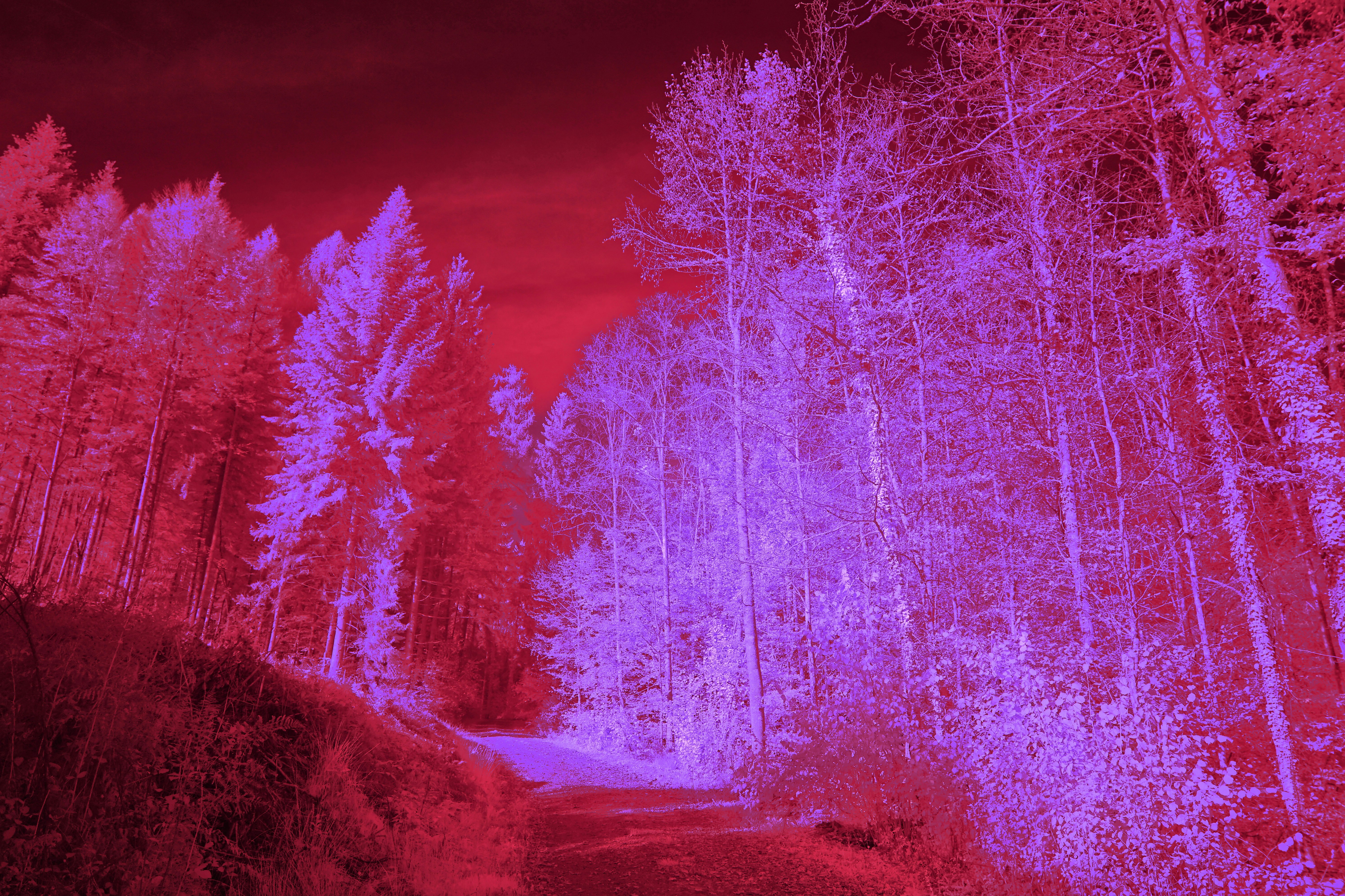 Une image infrarouge rouge et bleue d’un chemin à travers une forêt ...