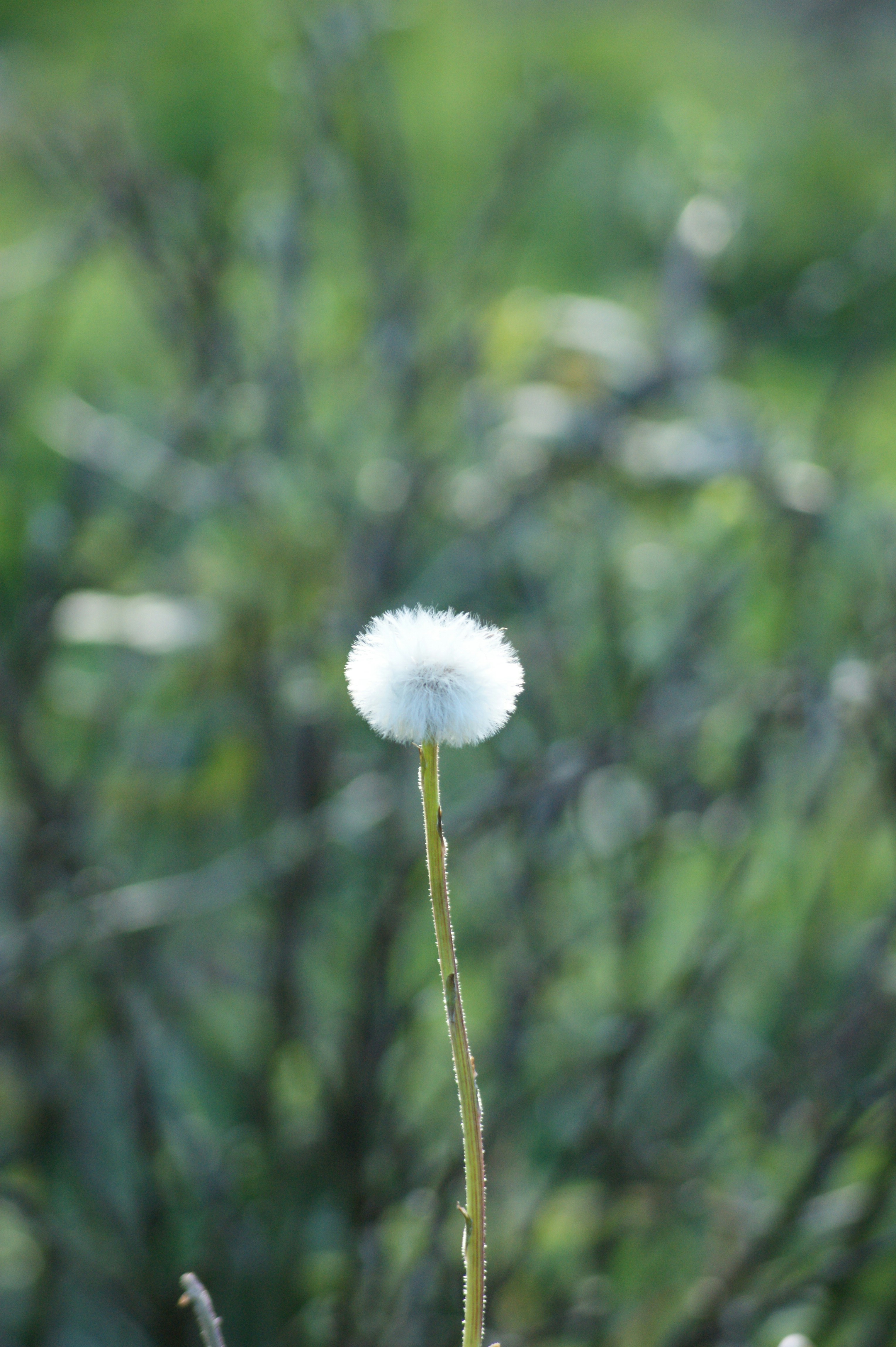 Photo by Thammy Kolb with Sony Alpha 290