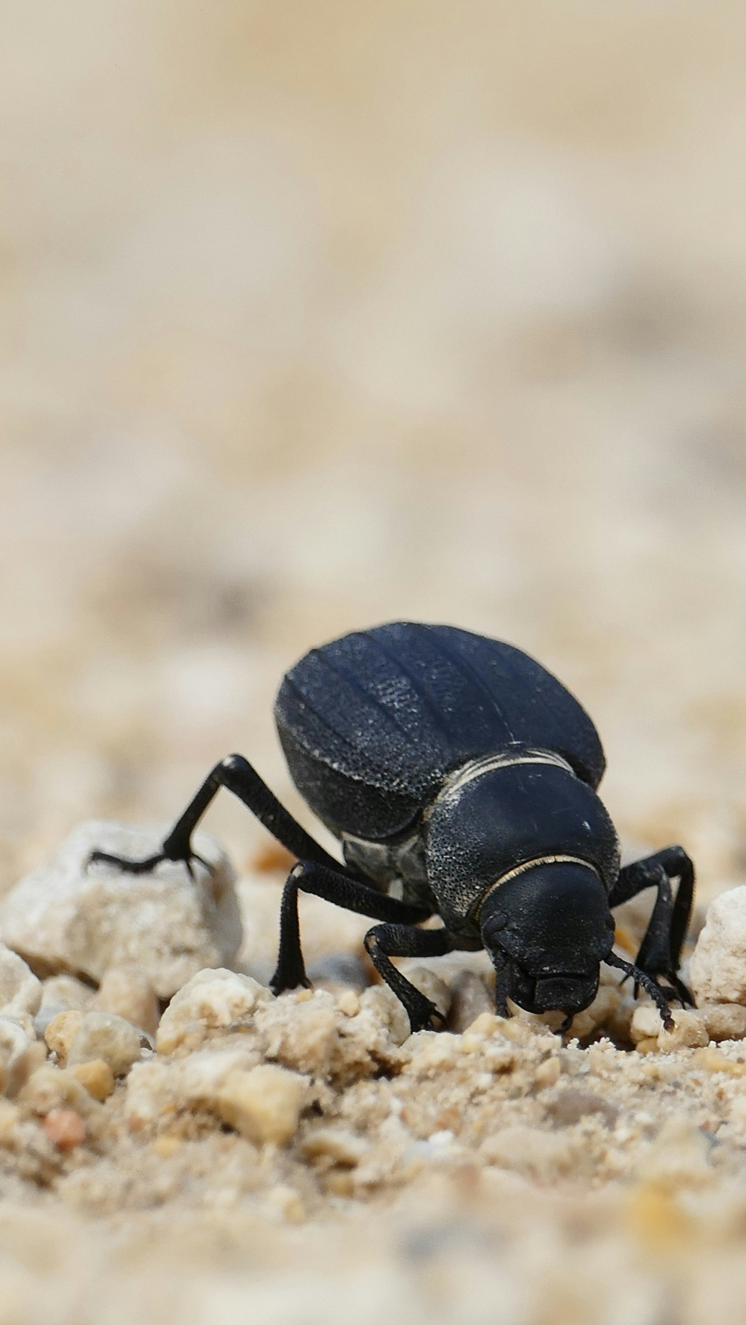 Armor on Sand: Macro portrait of a black beetle marching across granular terrain