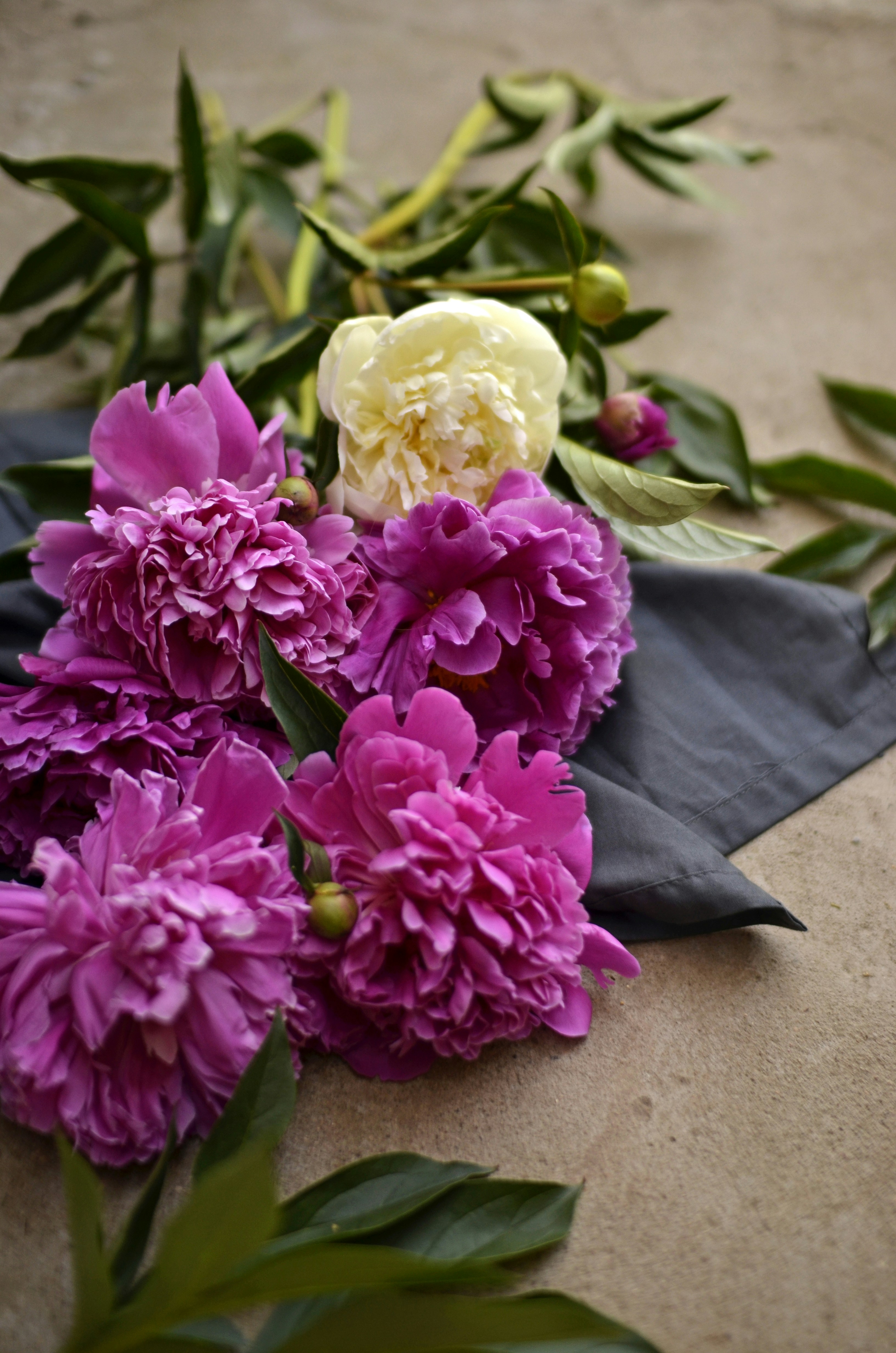 Cream-Centered Peony Parade Amid Magenta Blooms