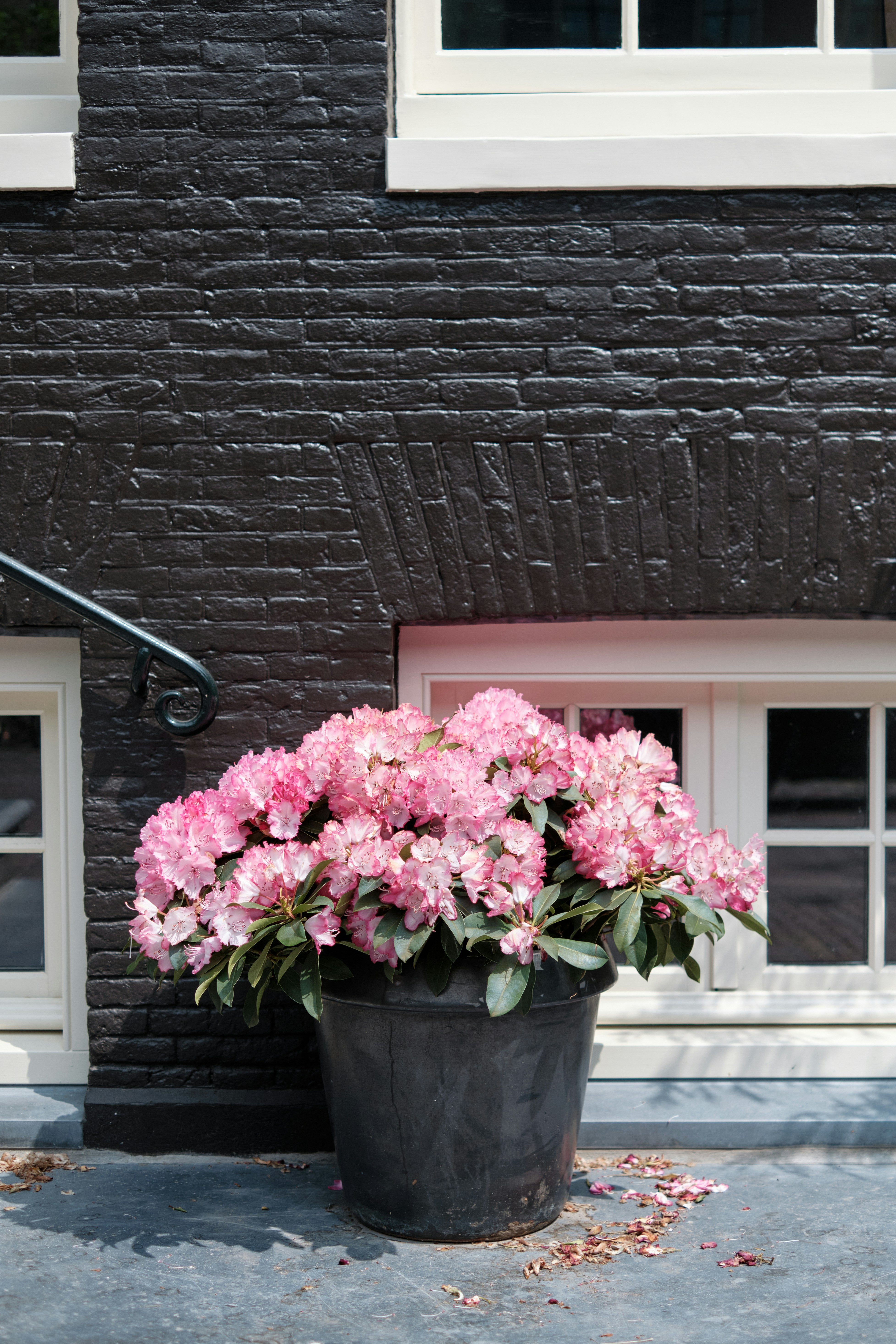 Pink Hydrangeas in a Matte Black Pot Framed by a Brick Facade