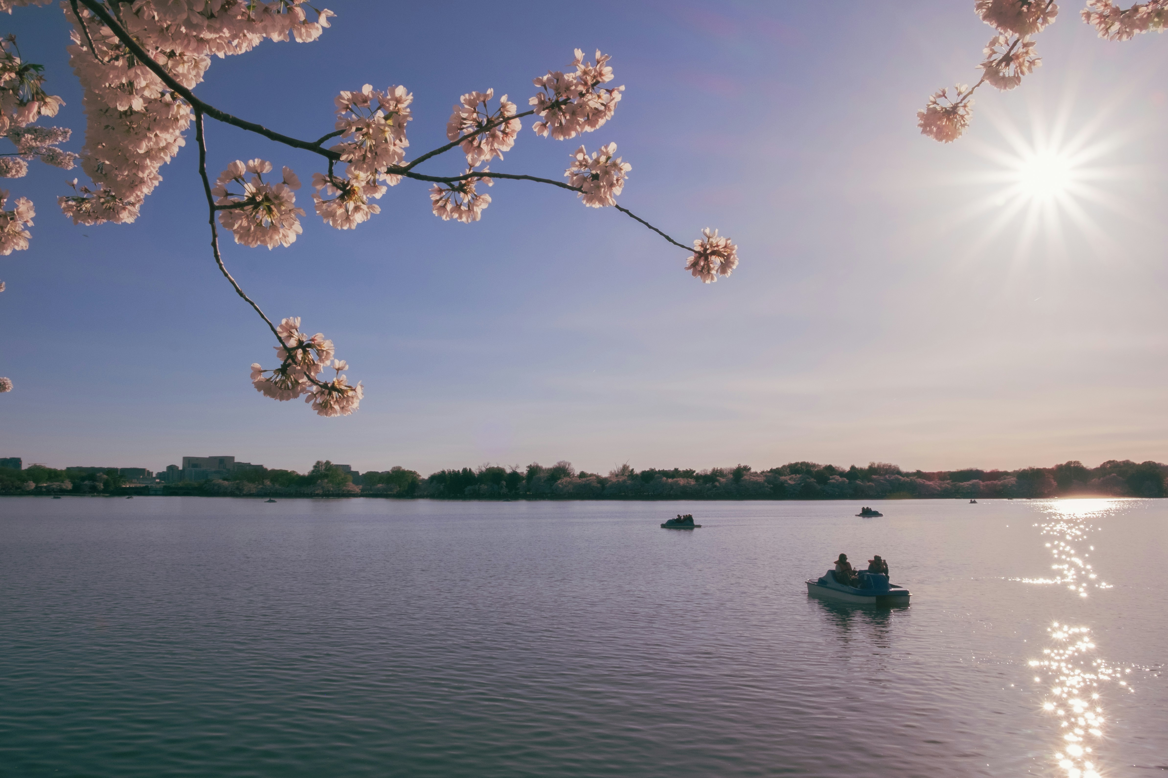 Petal-Framed Lake: Boats Drift Under a Spring Sun
