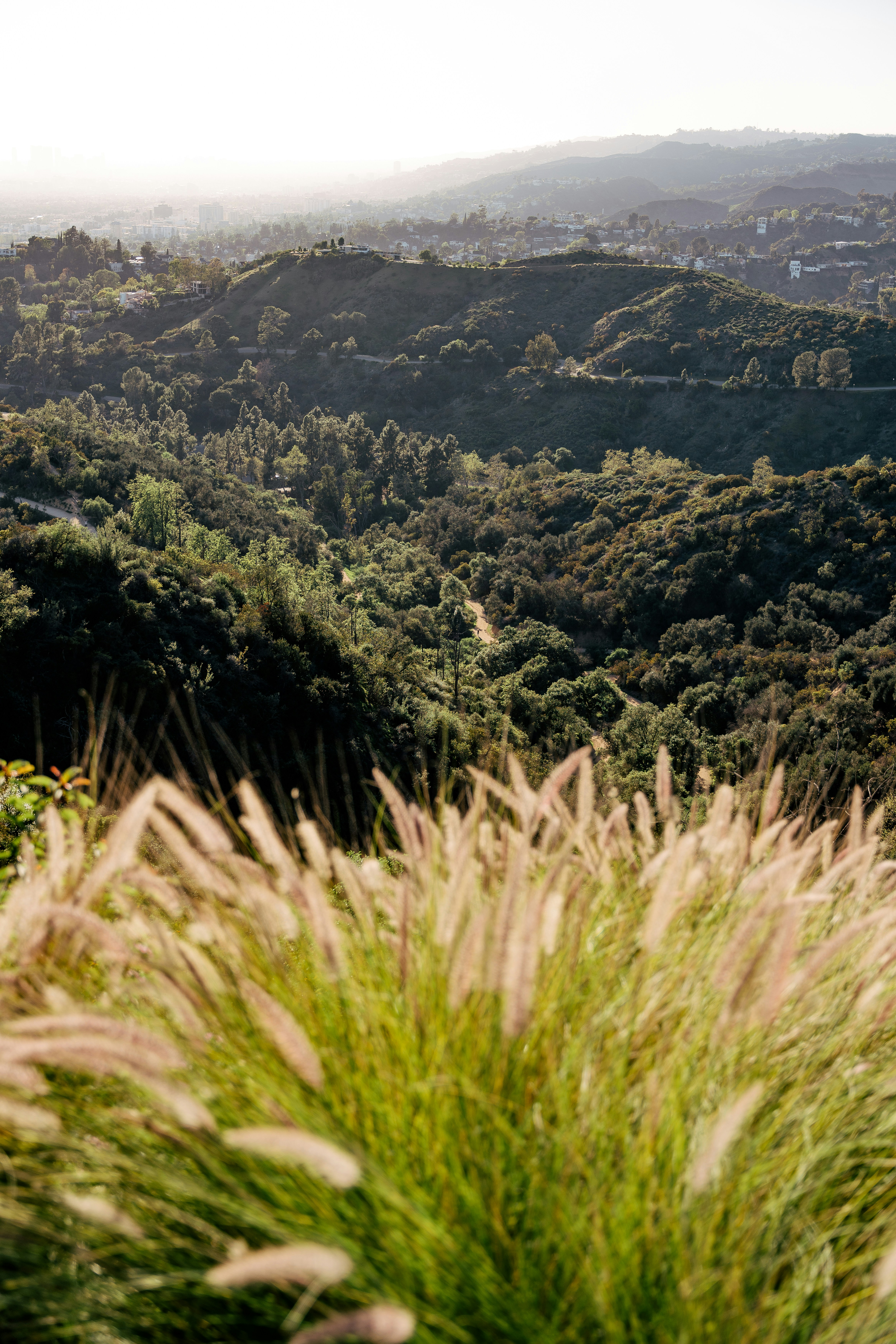 A lush green hillside covered in lots of trees photo – Free Plant Image ...