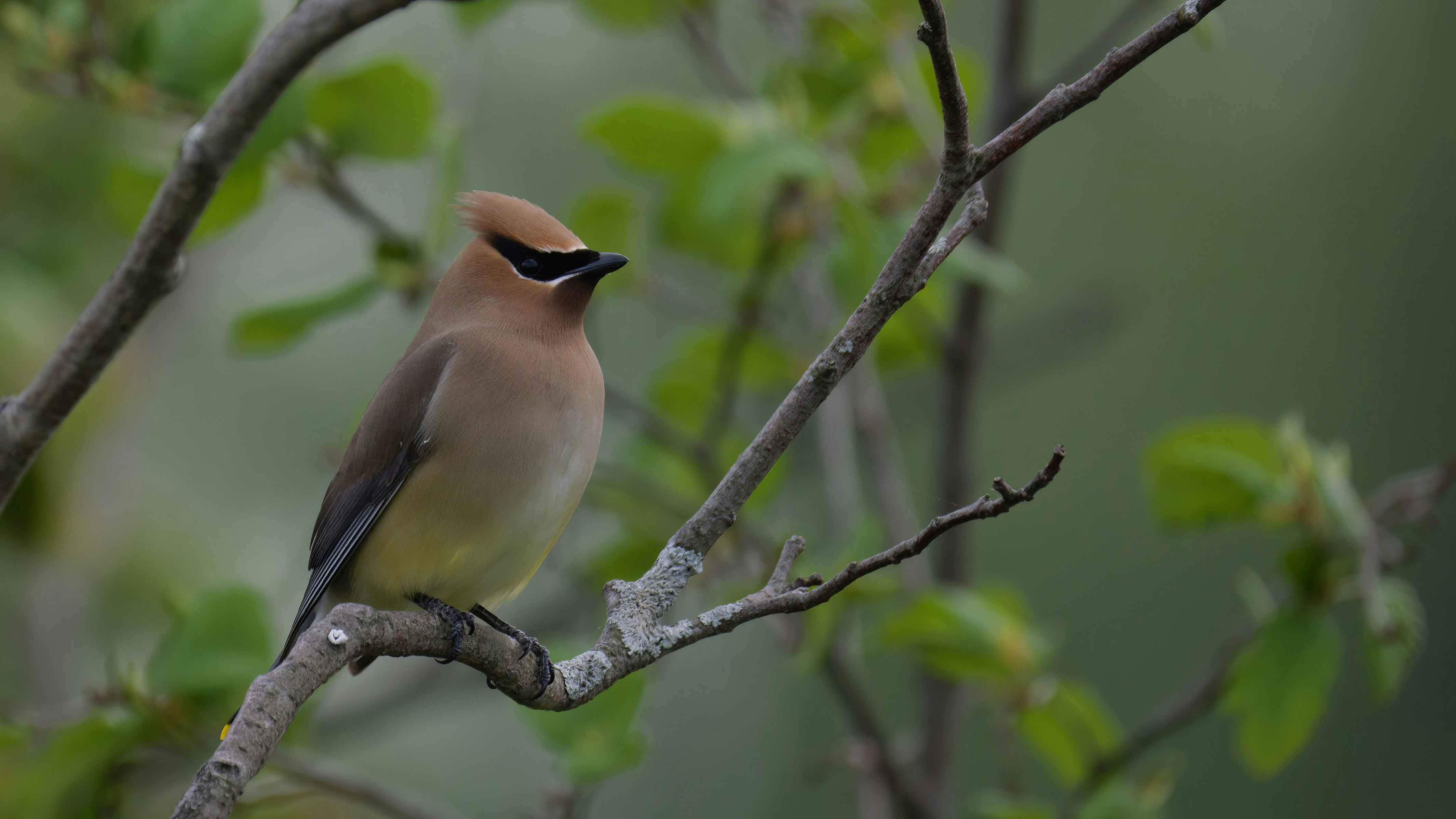 Blinking Beauty: Cedar Waxwing on a Spring Branch