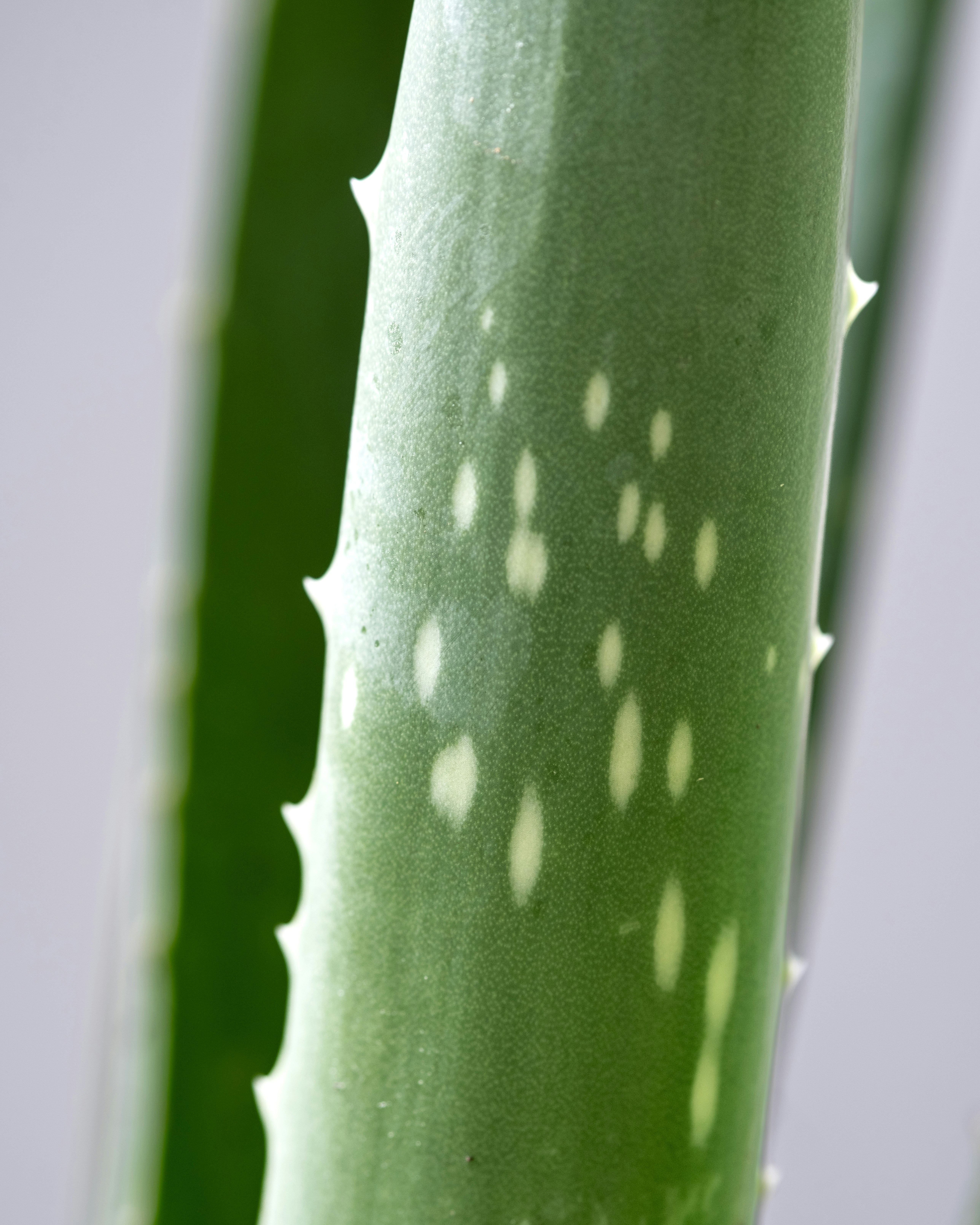 Aloe Vera Detailaufnahme.