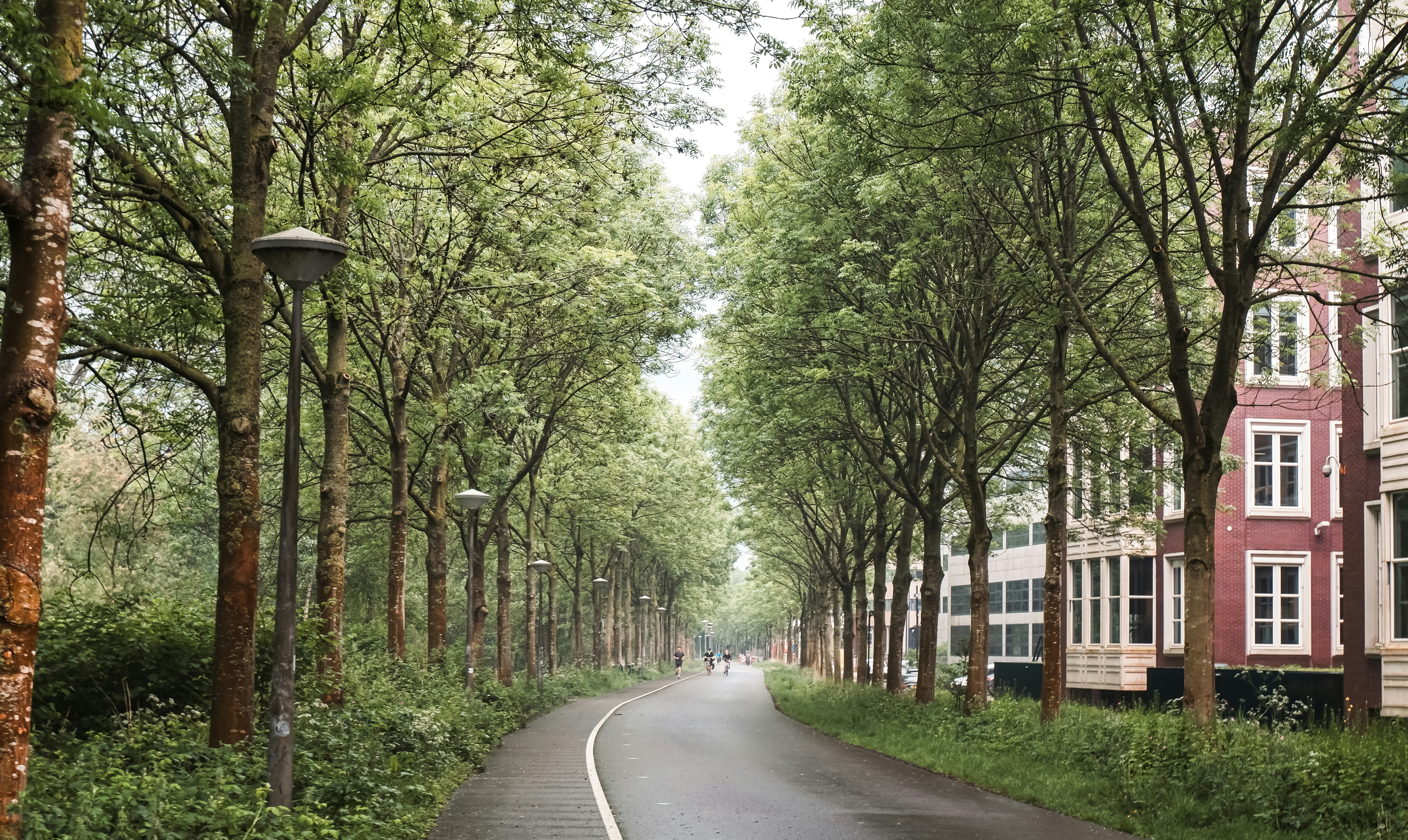A street lined with lots of trees next to tall buildings photo – Free ...