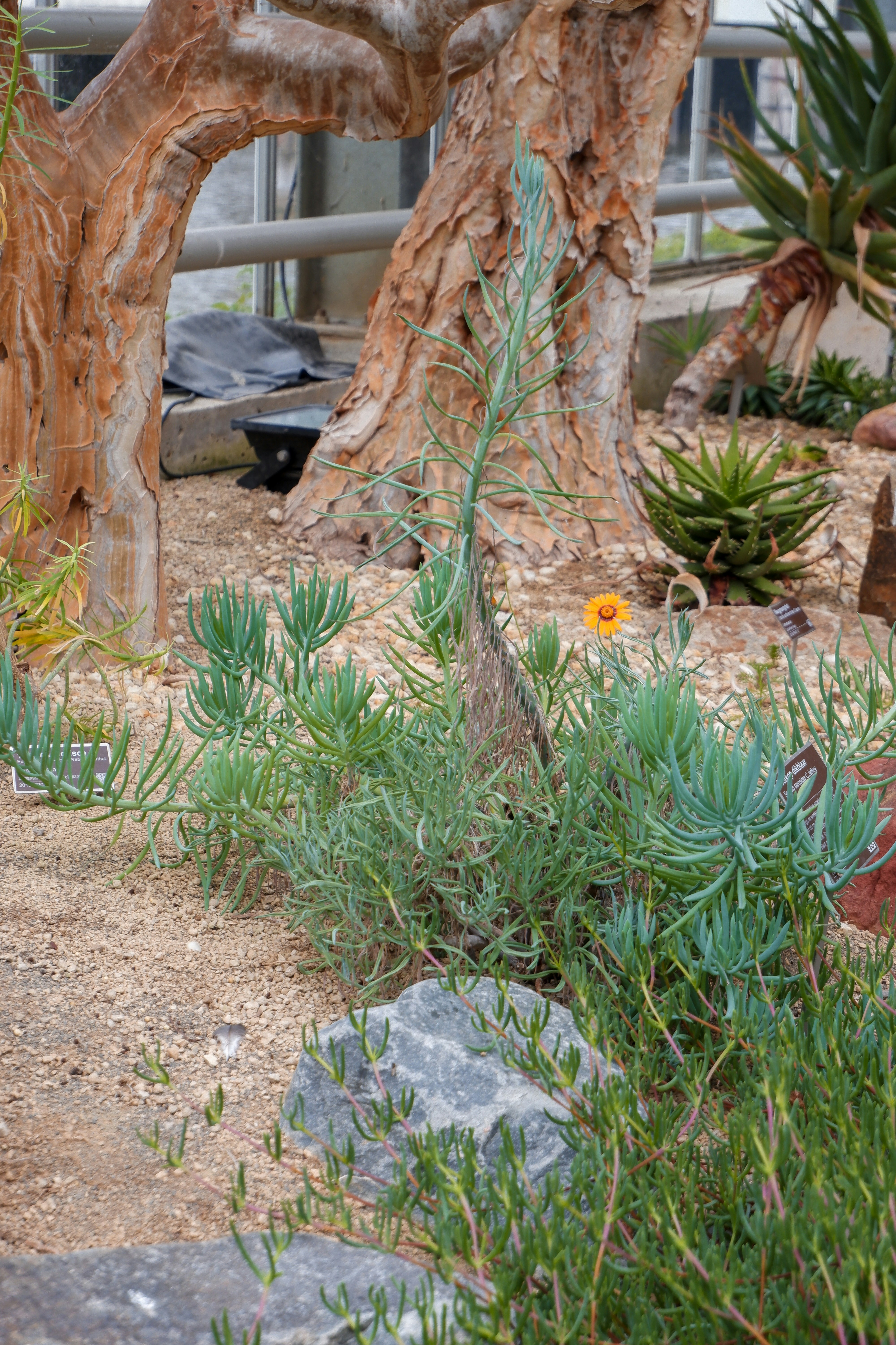 Orange Bloom Anchors a Desert Succulent Oasis