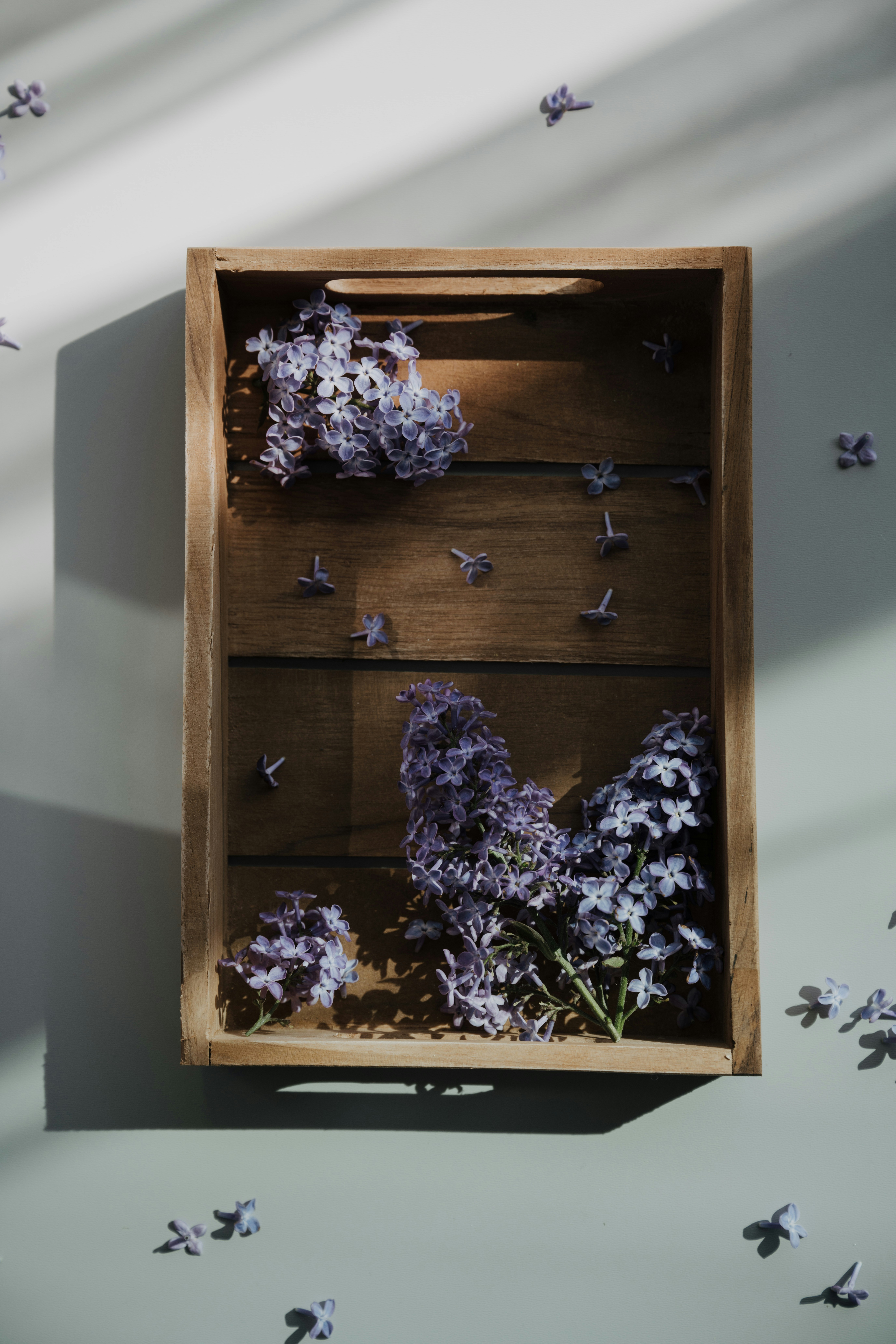 Boxed Violet: Lilac Fragments in Slatted Sunlight